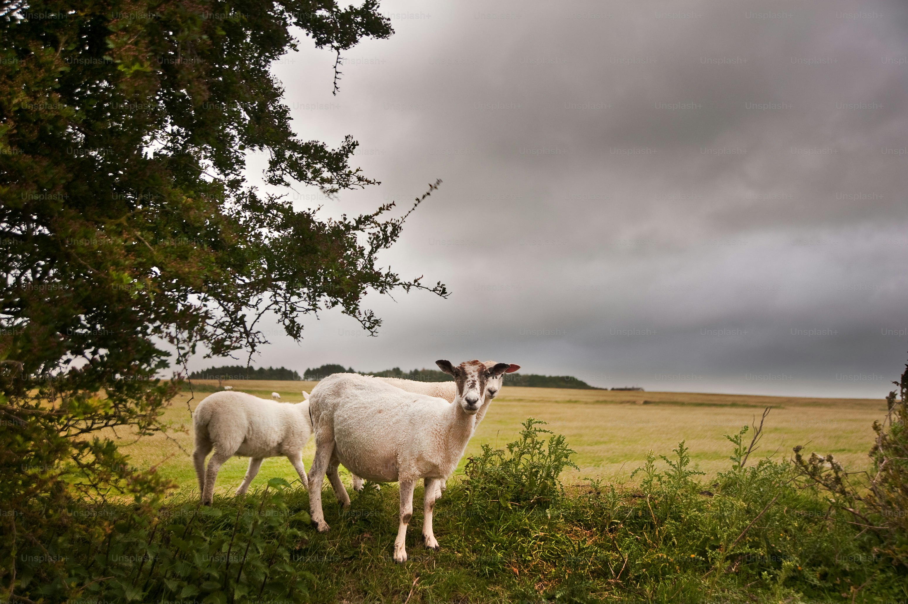 Sheep in landscape on stormy Summer day looking for cover from wind ...