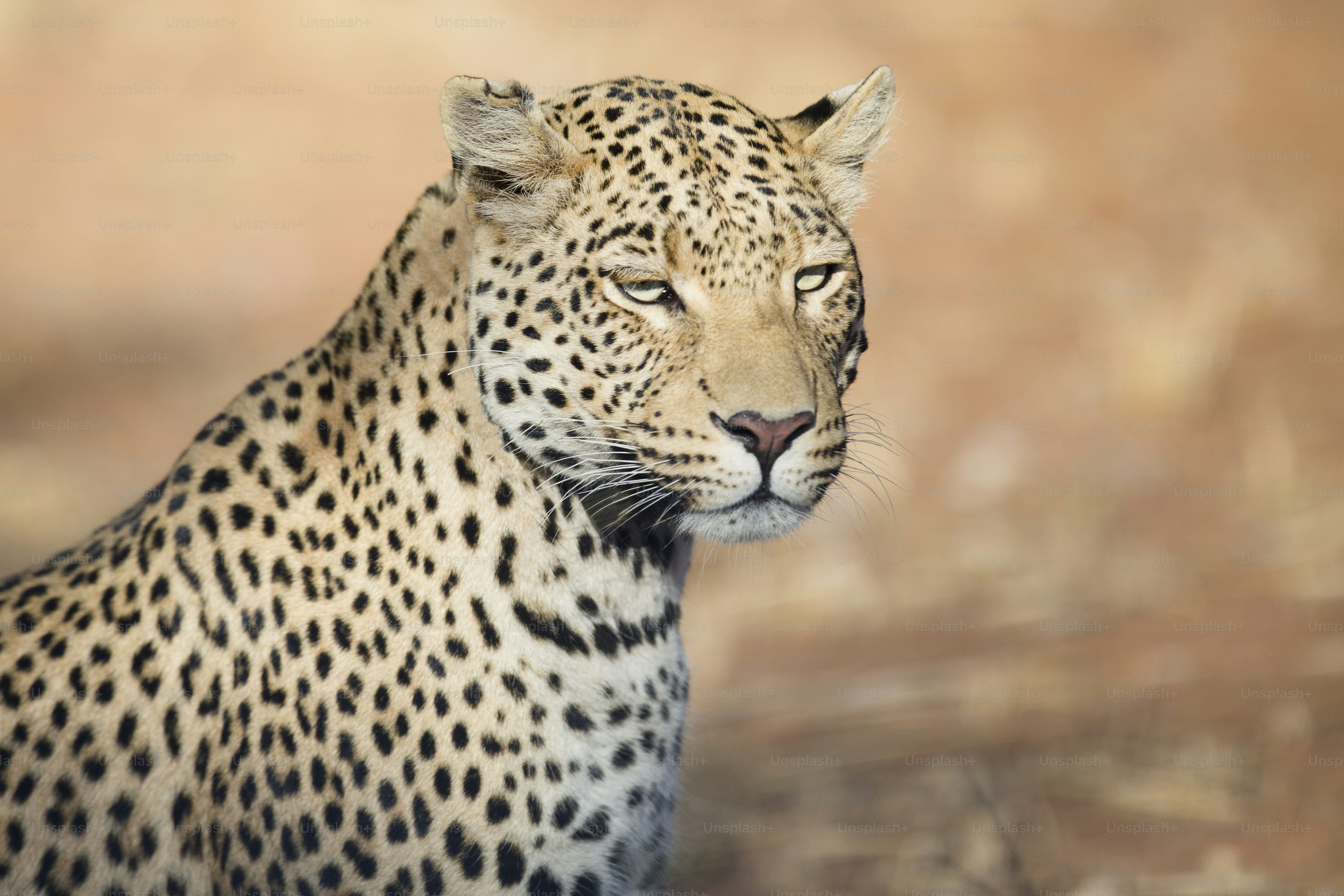 Portrait of a leopard photo – Leopard Image on Unsplash
