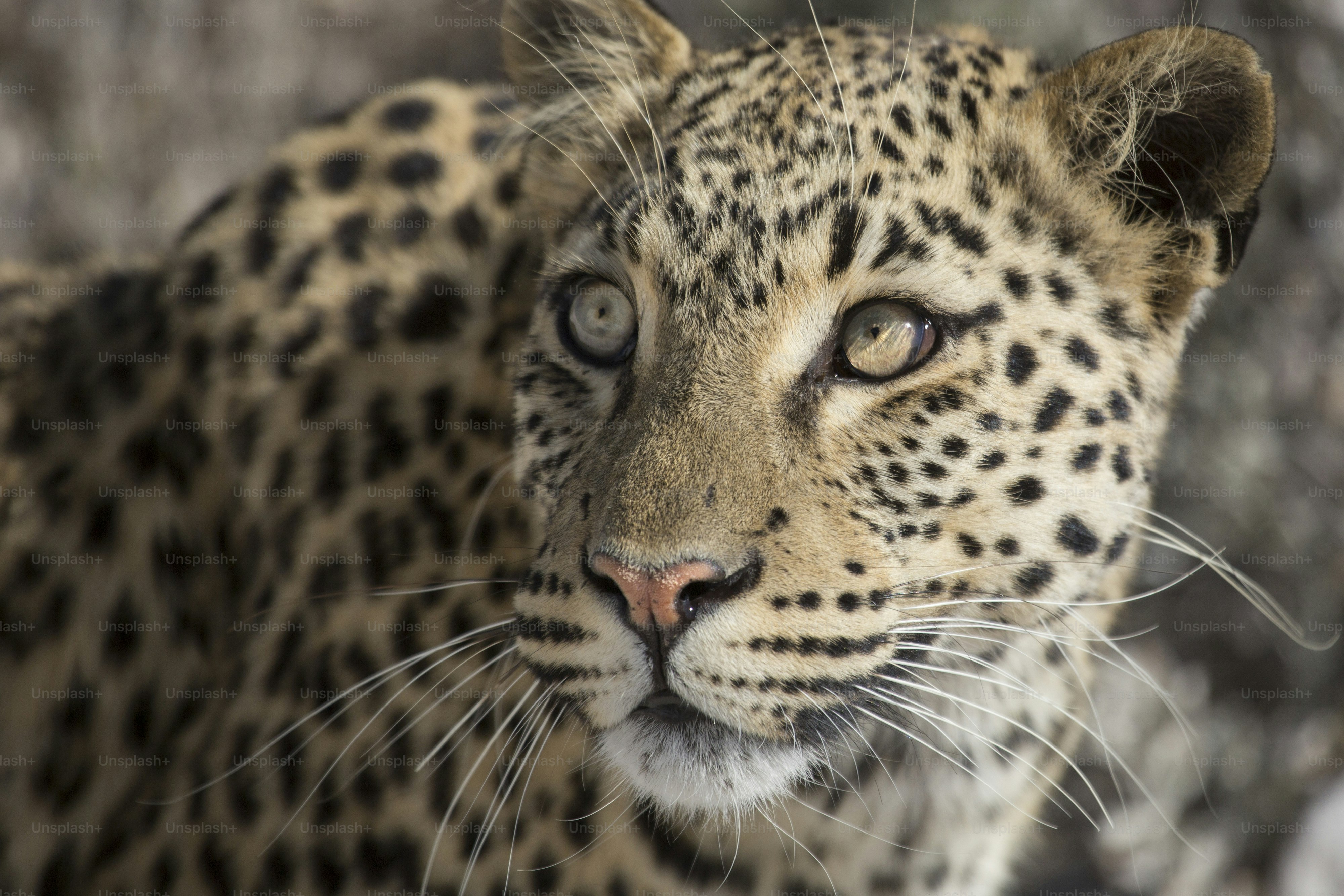 100+ Leopard Pictures | Download Free Images on Unsplash