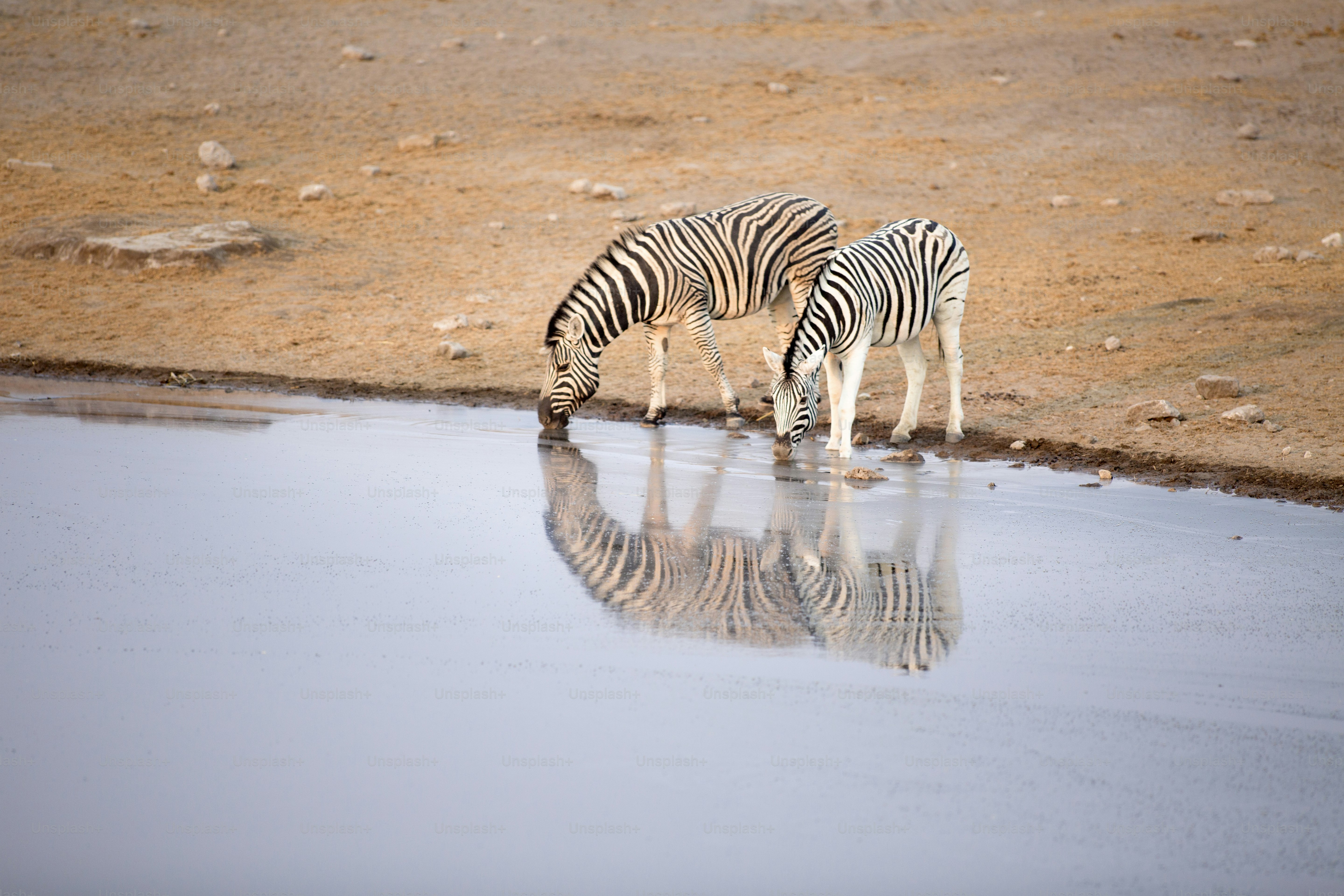 Zebra drinking water photo – Zimbabwe Image on Unsplash