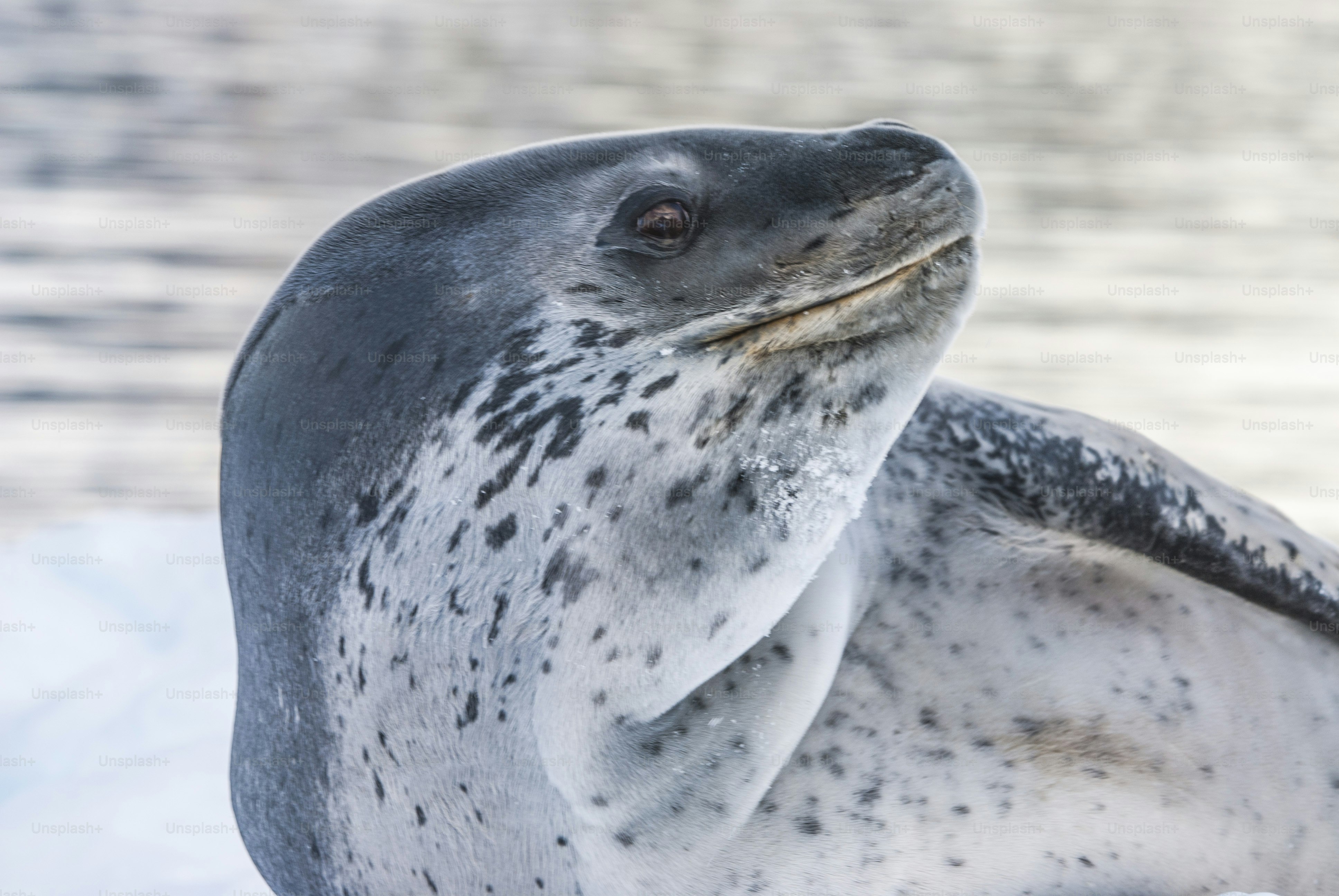 Una foca leopardo en la Antártida foto – Imagen de Antártida en Unsplash