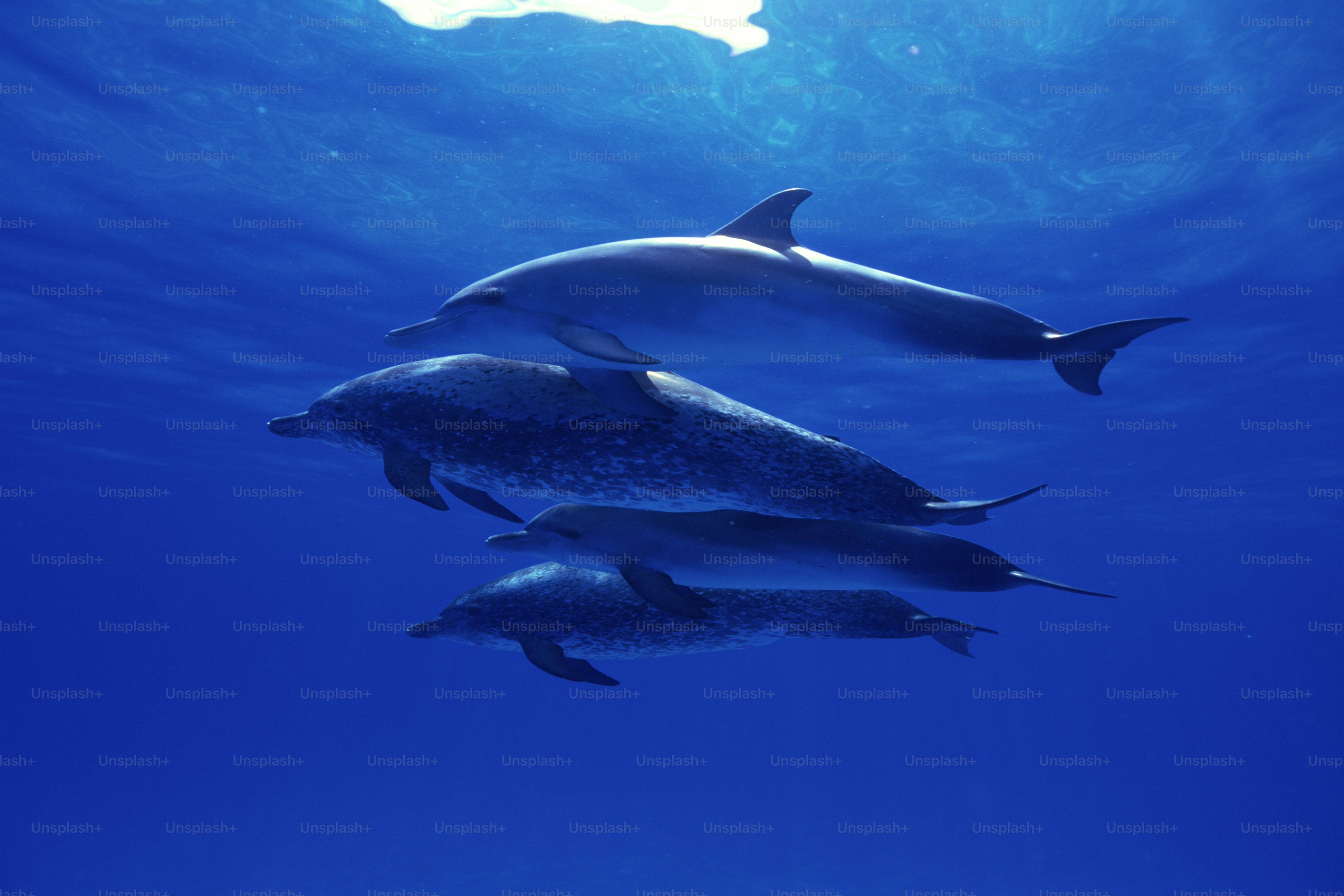 Foto zum Thema Eine Gruppe von Delfinen, die im Meer schwimmen – Bild ...