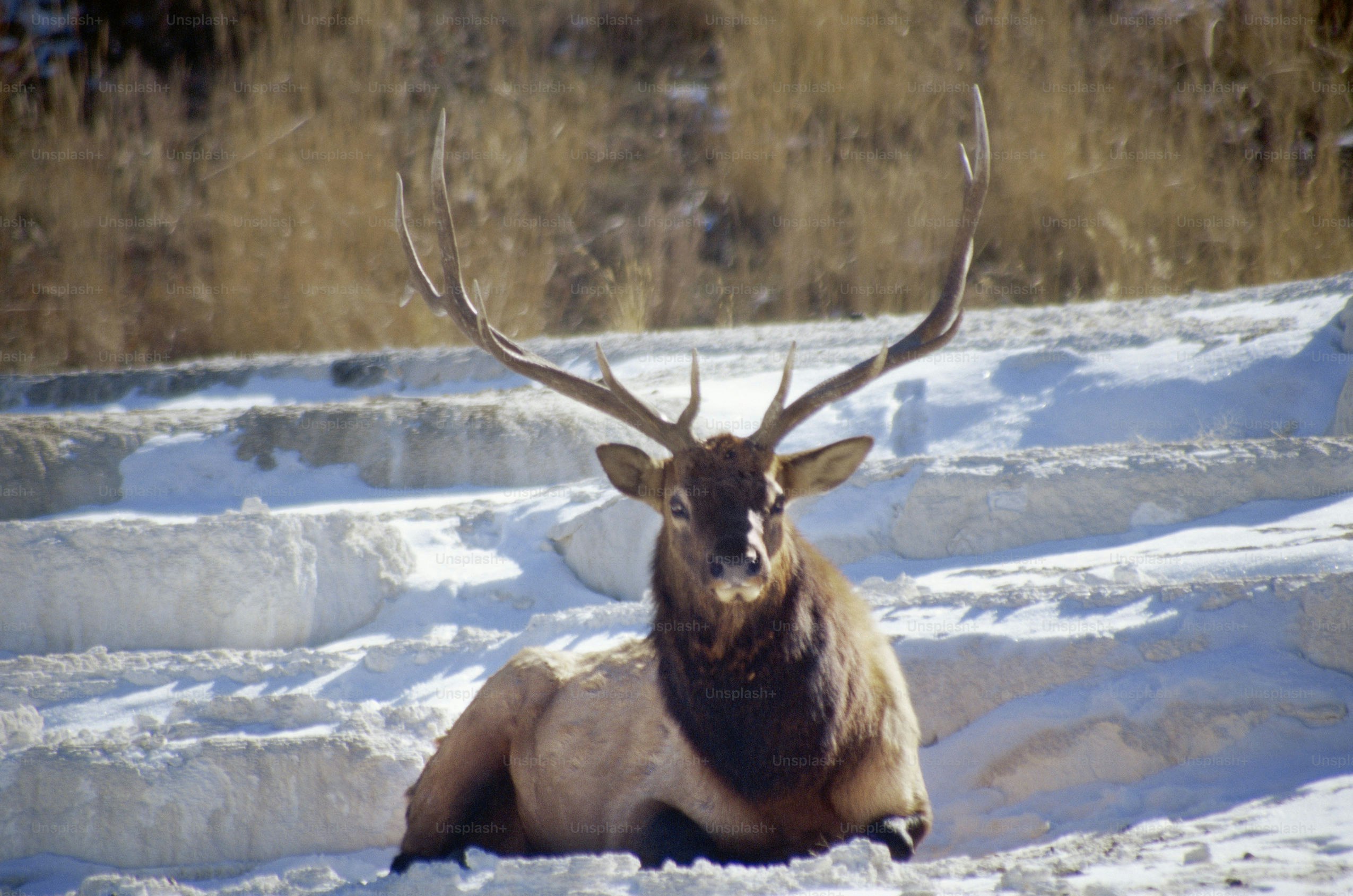 A large elk laying down in the snow photo – Elk Image on Unsplash