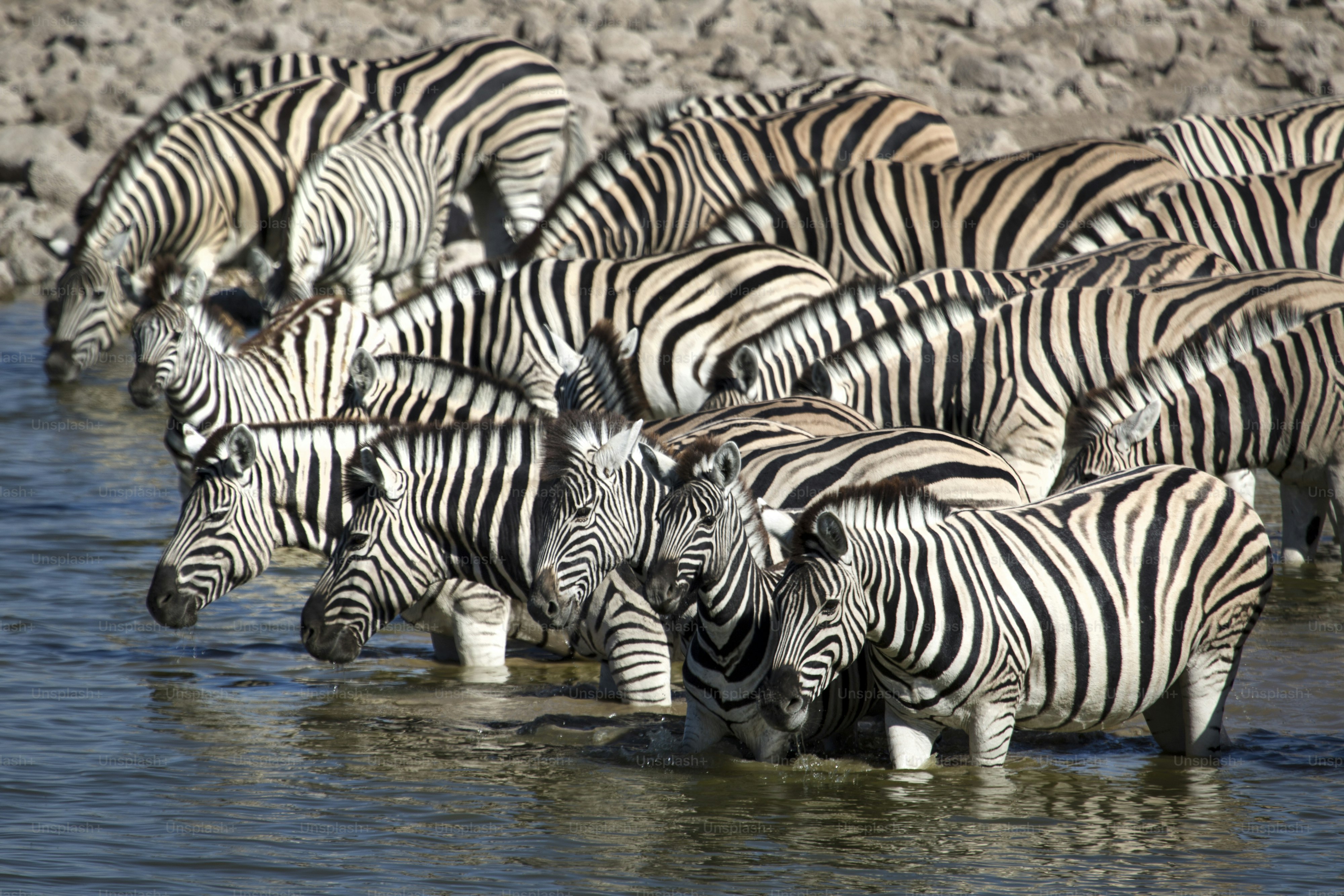 Foto zum Thema Zebras trinken in Etosha – Bild zu Herde auf Unsplash