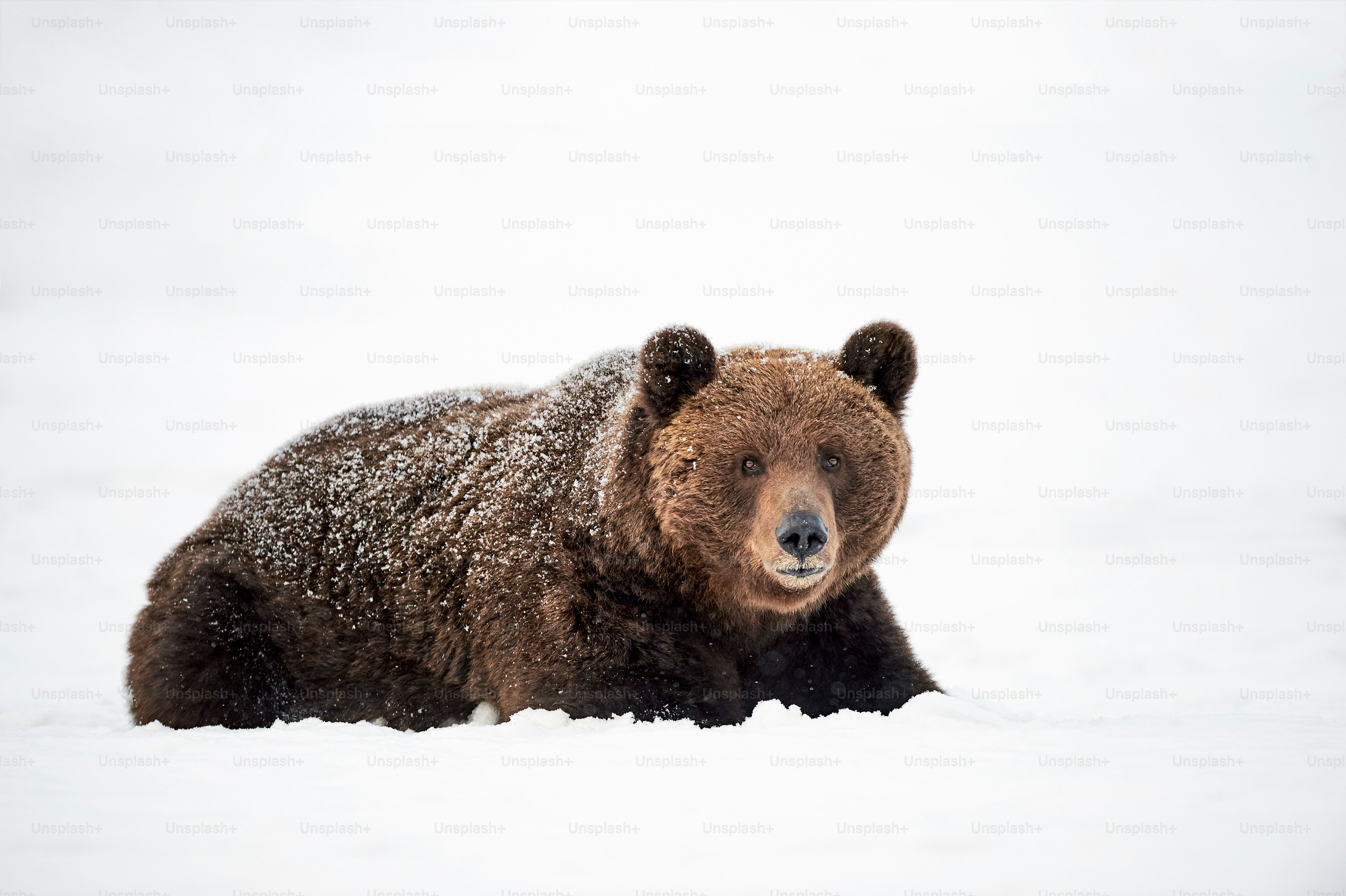 Brown Bear standing in the snow in spring awakening photo – Bear Image ...