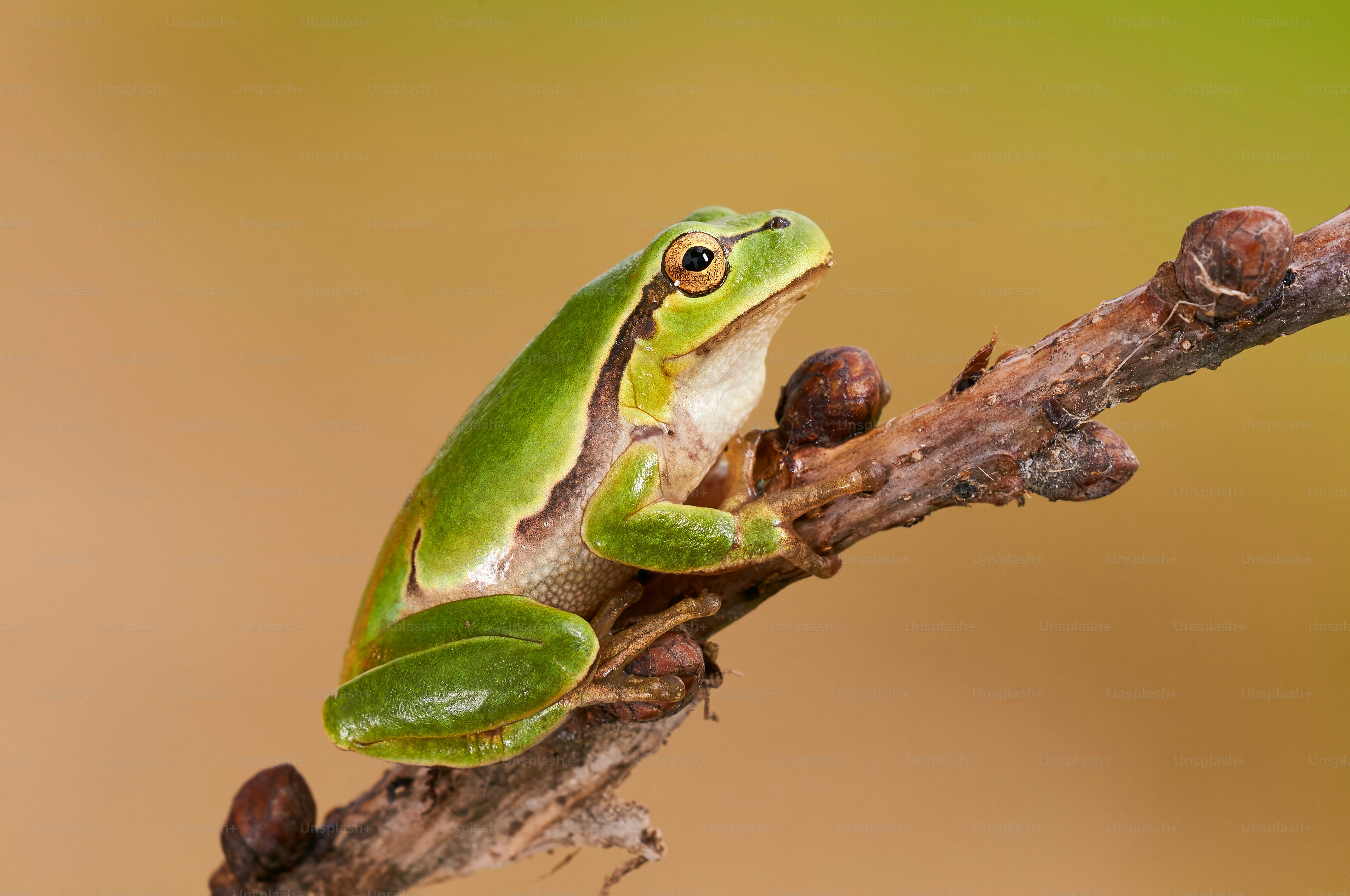 Hila arborea, rainette européenne est une petite rainette verte photo ...