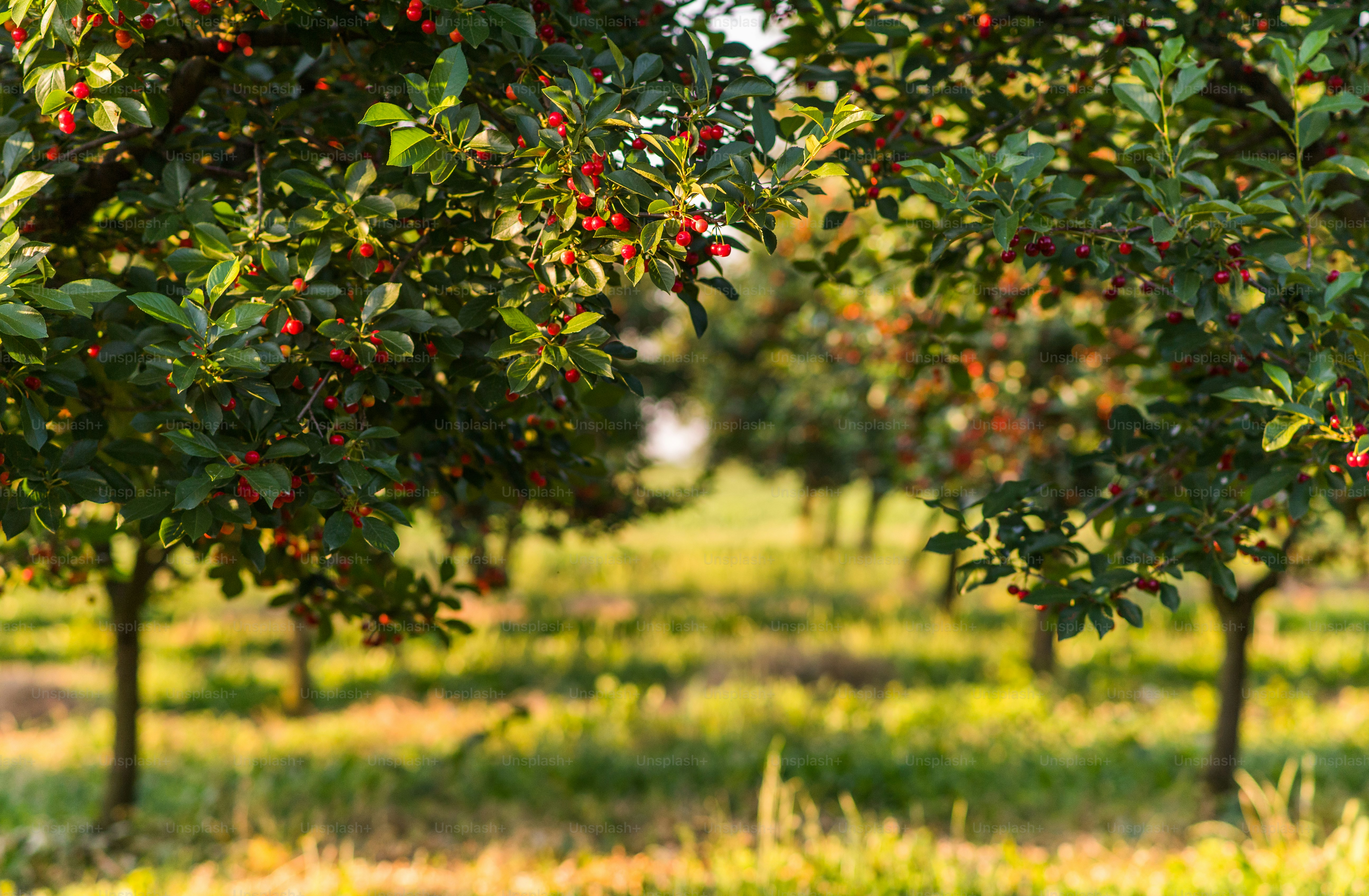 Red and sweet cherry trees in orchard - branch in early summer photo ...