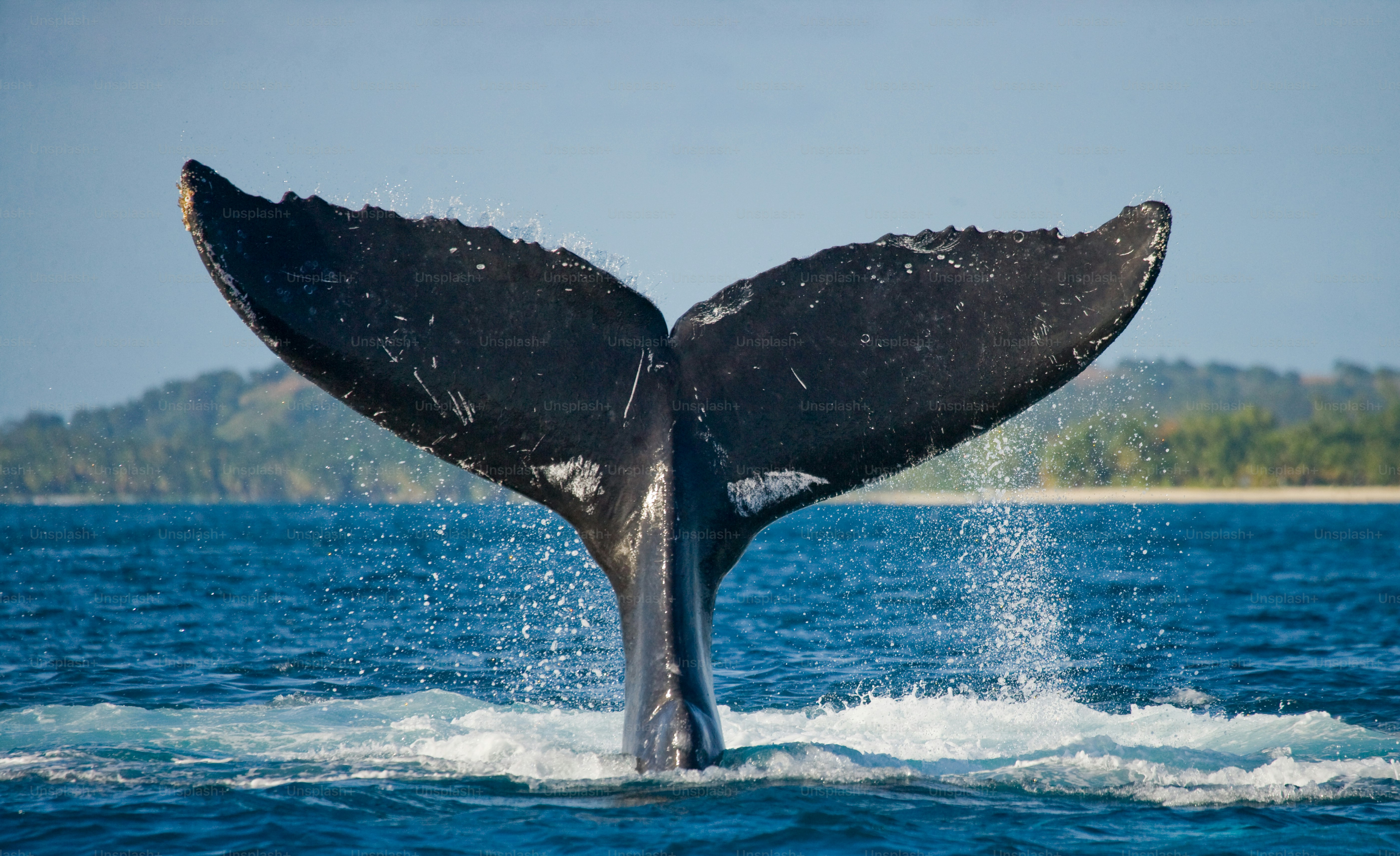 100+ Whale Tail Pictures | Download Free Images on Unsplash