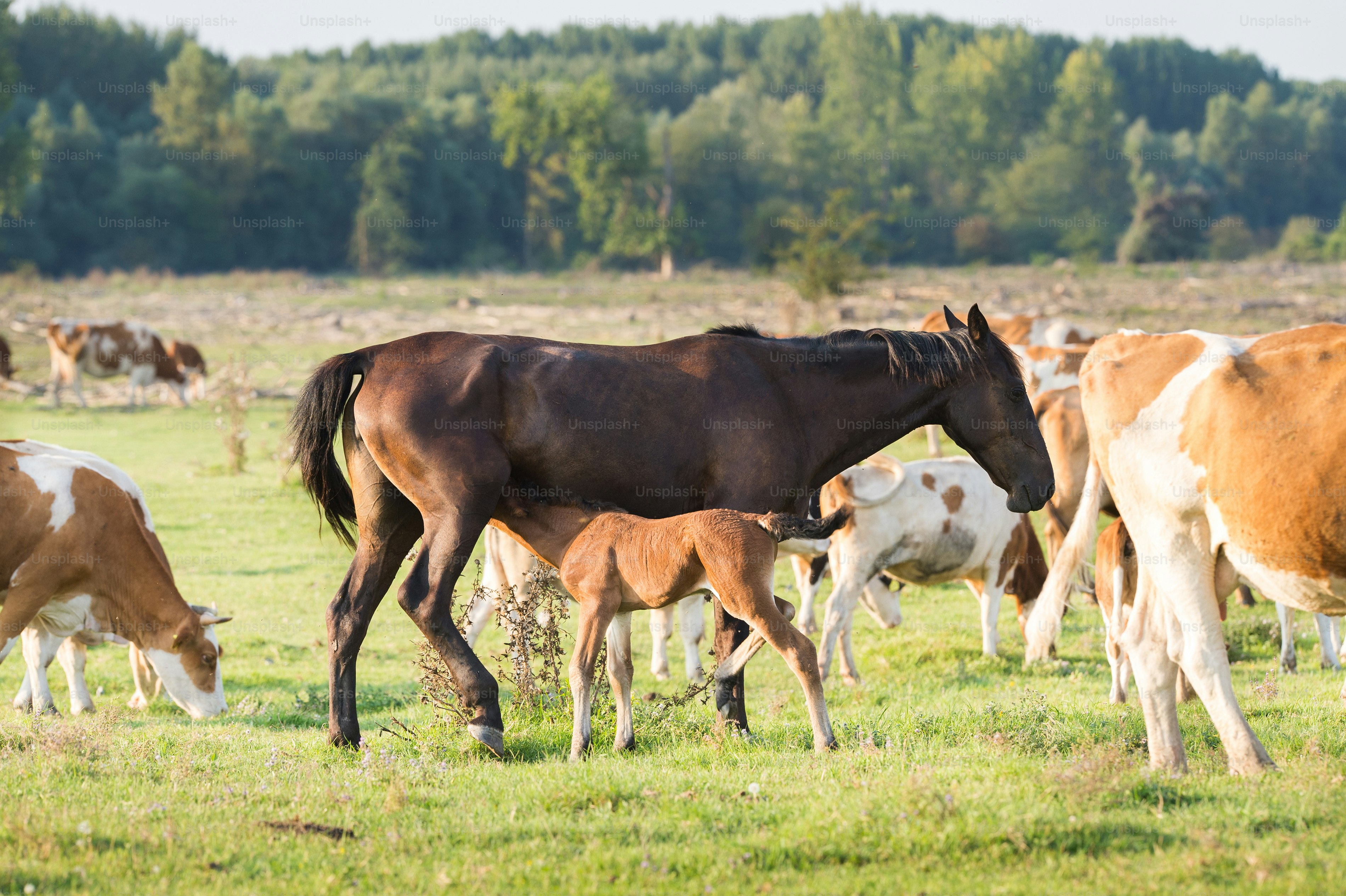 Foto Una yegua está de pie junto a su potro con vacas – Animal Imagen ...
