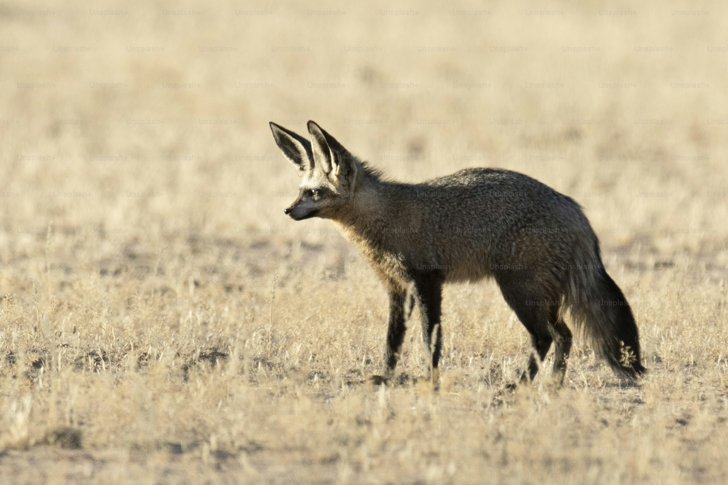 Foto Zorro orejudo – Namibia Imagen en Unsplash