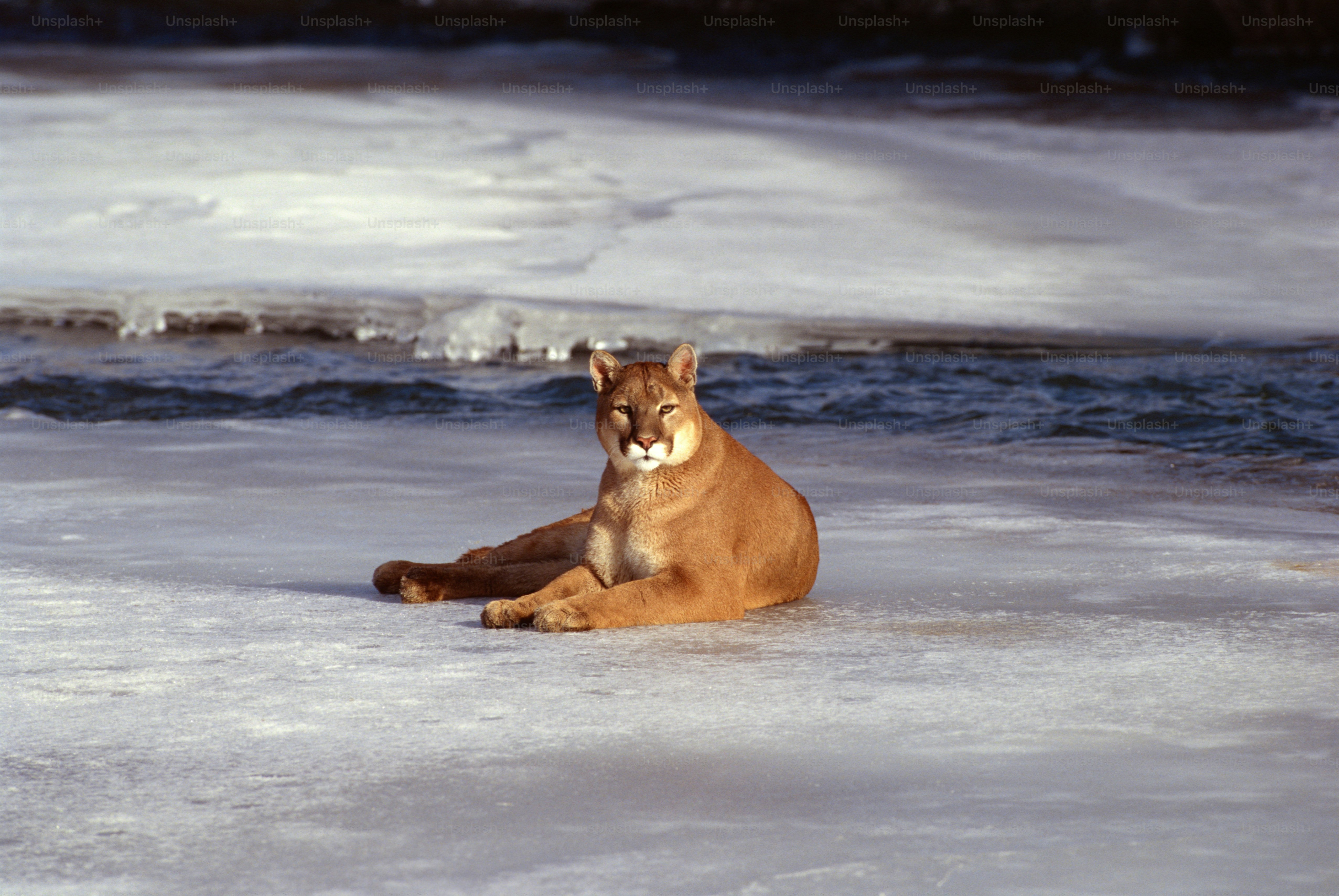 Un gato está sentado en la nieve junto al agua foto – Imagen de Puma en ...