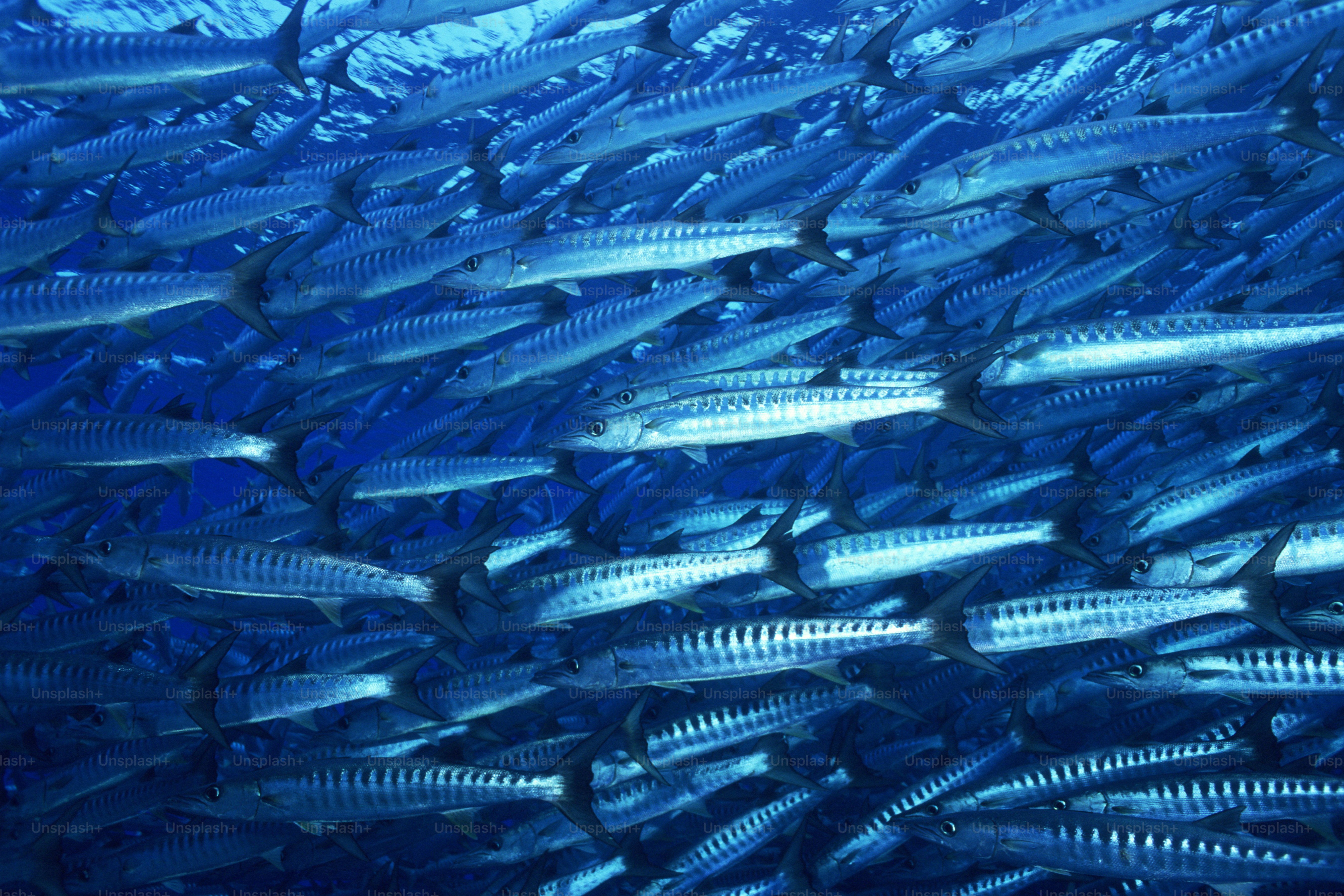 A large group of fish swimming in the ocean photo – School of fish ...