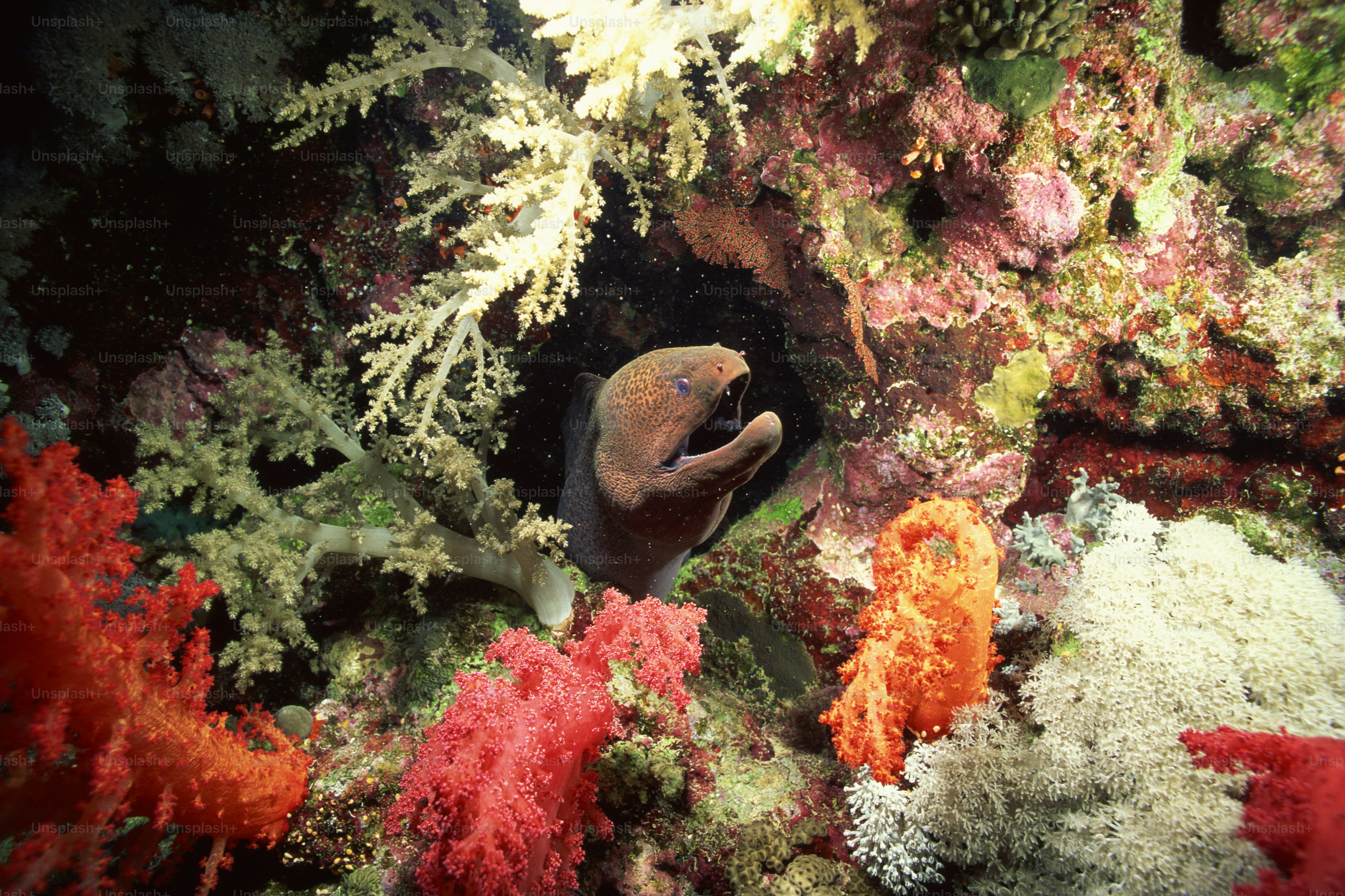 Un poisson qui nage dans l’eau photo – Créatures marines Photo sur Unsplash