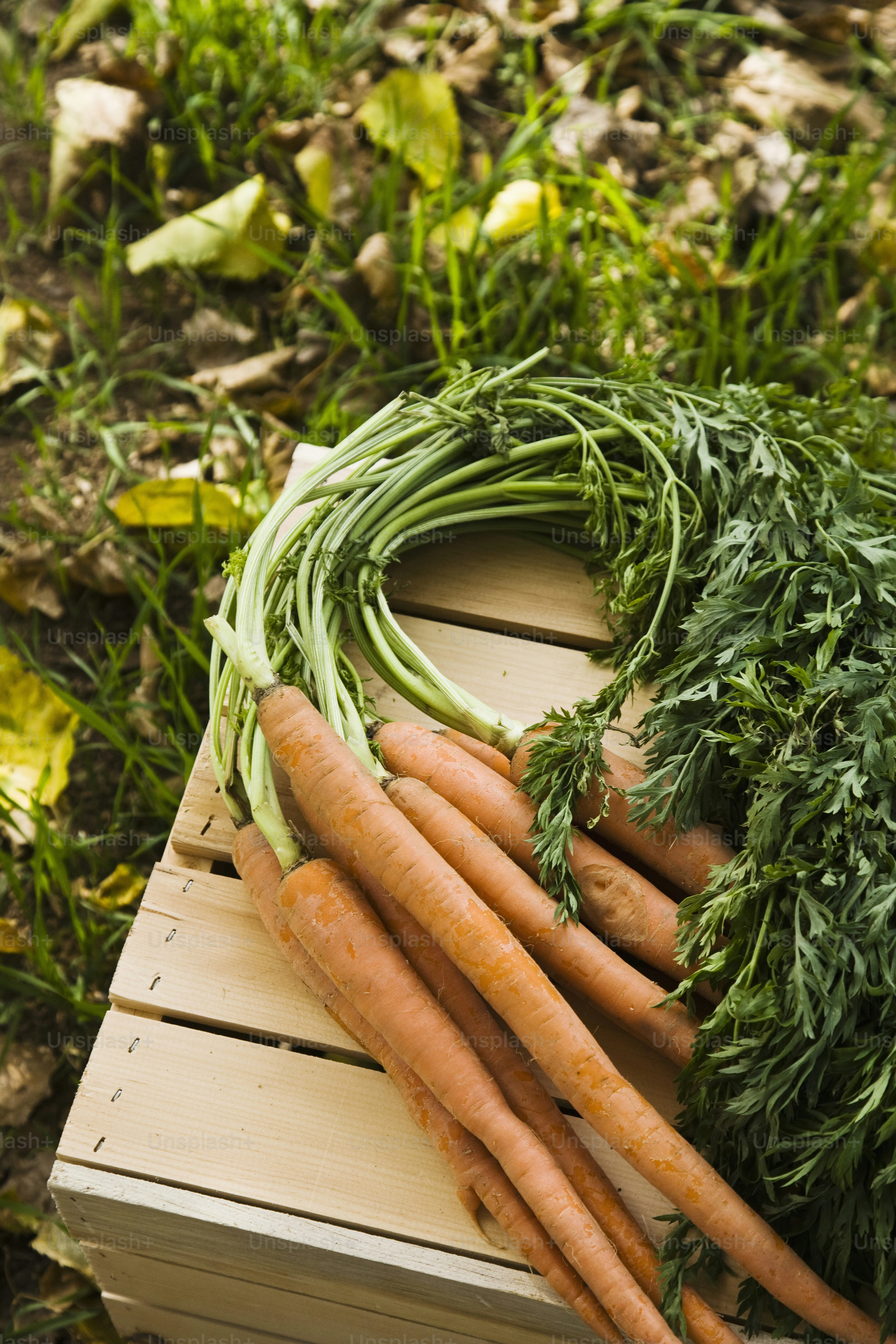 A bunch of carrots sitting on top of a wooden crate photo – Carrot ...
