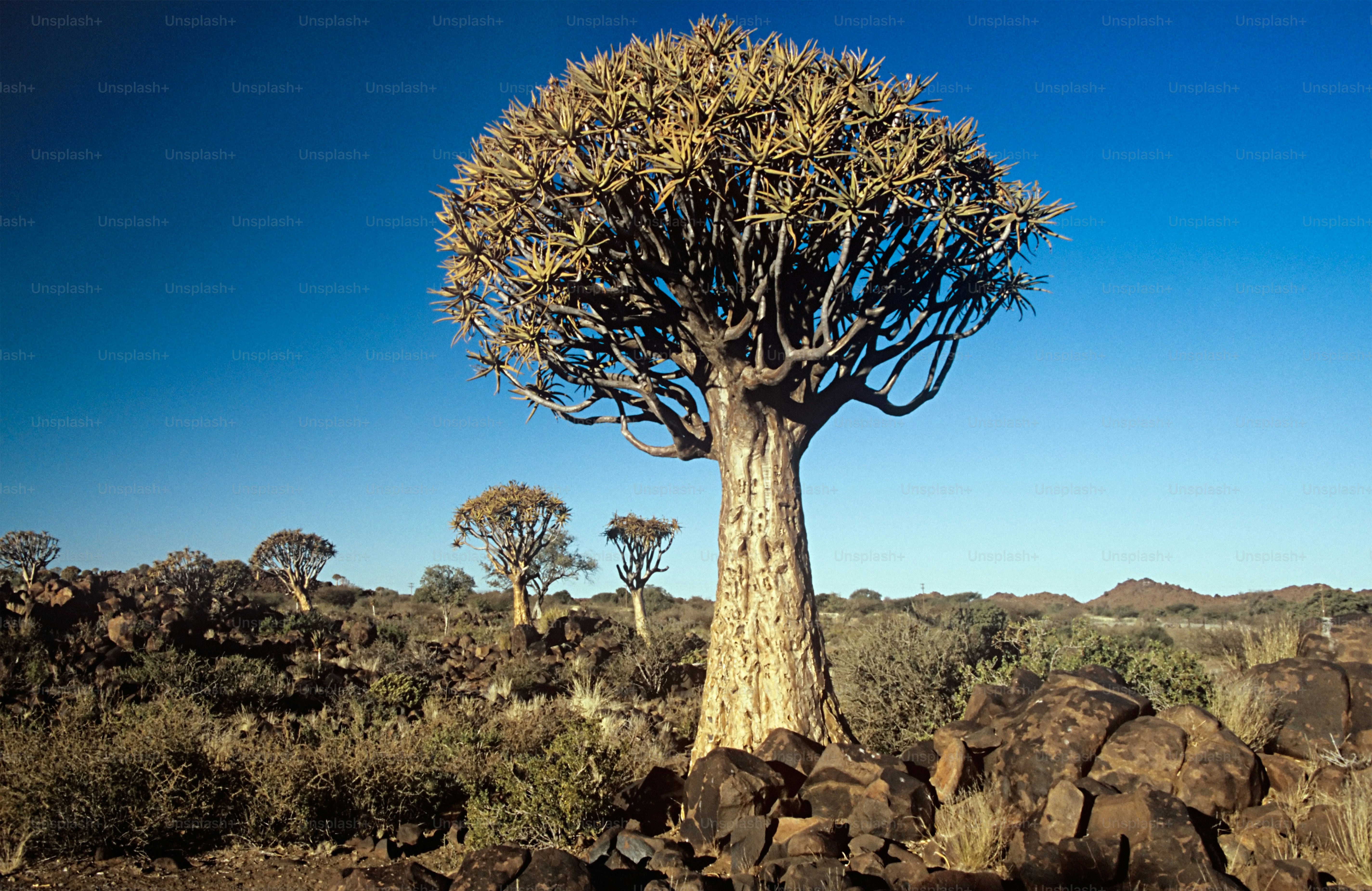 Baobab Tree Pictures | Download Free Images on Unsplash