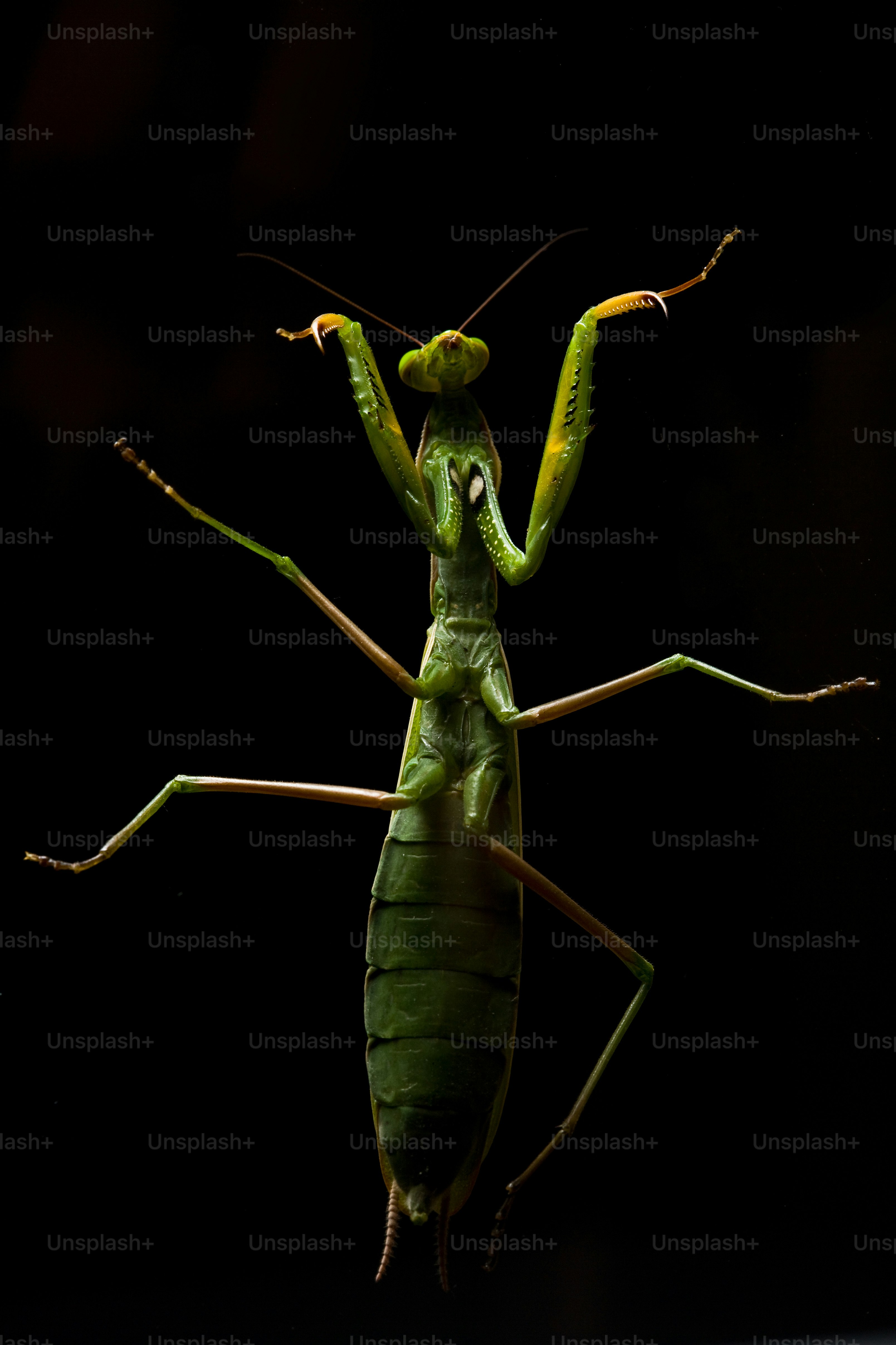 Praying Mantis Pictures | Download Free Images on Unsplash