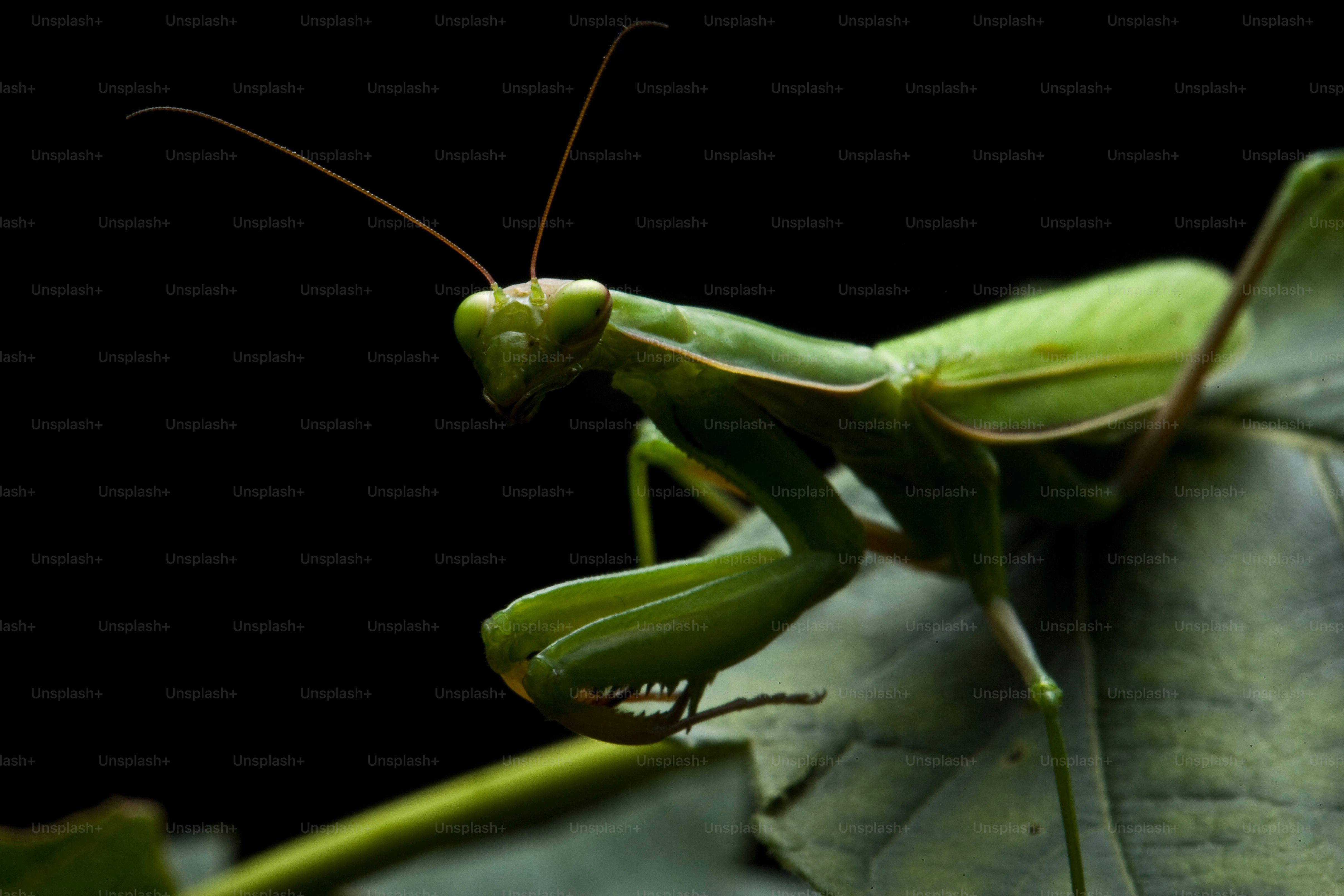 Mantis Pictures | Download Free Images on Unsplash