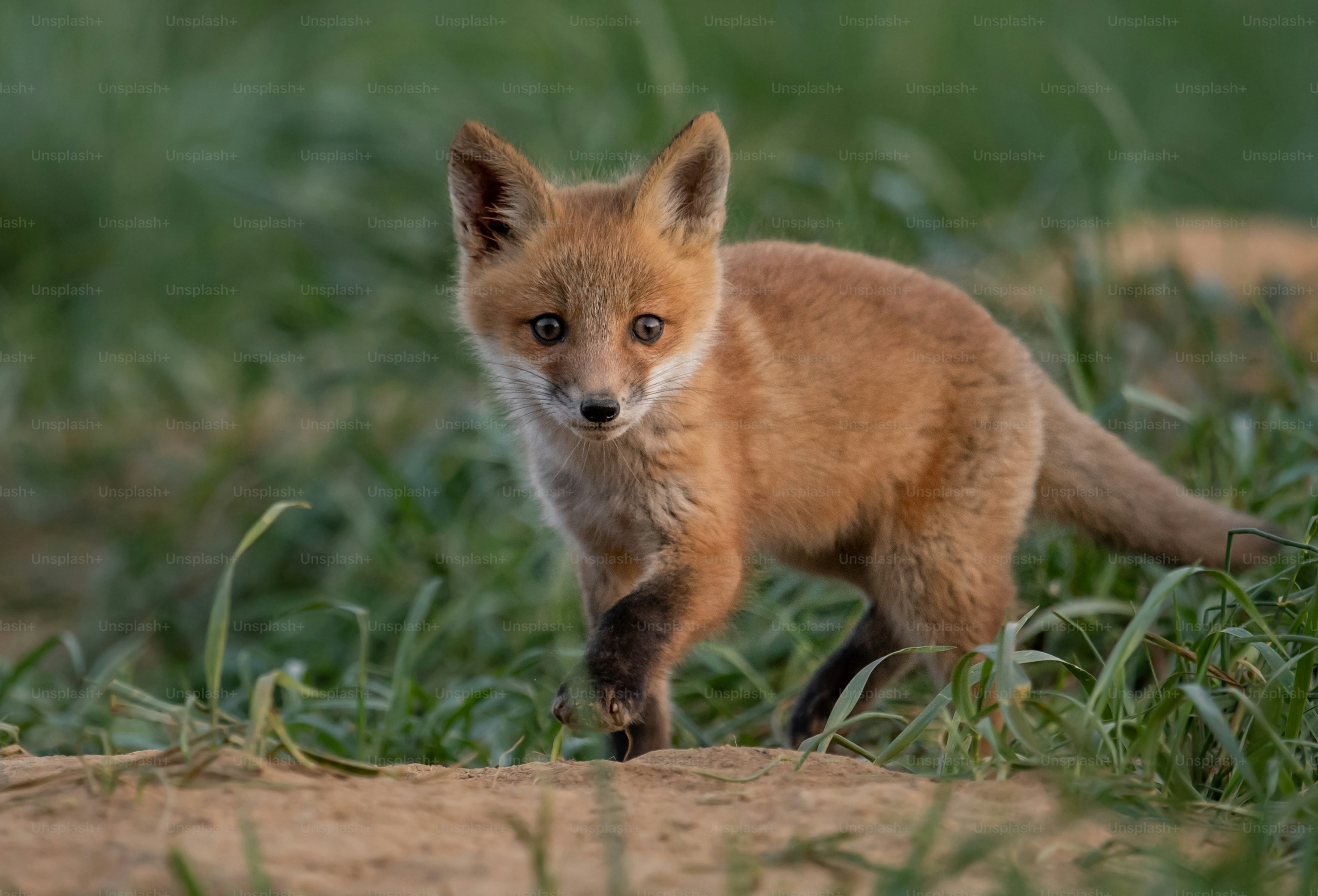 Un renard roux dans le New Jersey photo – Renard mignon Photo sur Unsplash