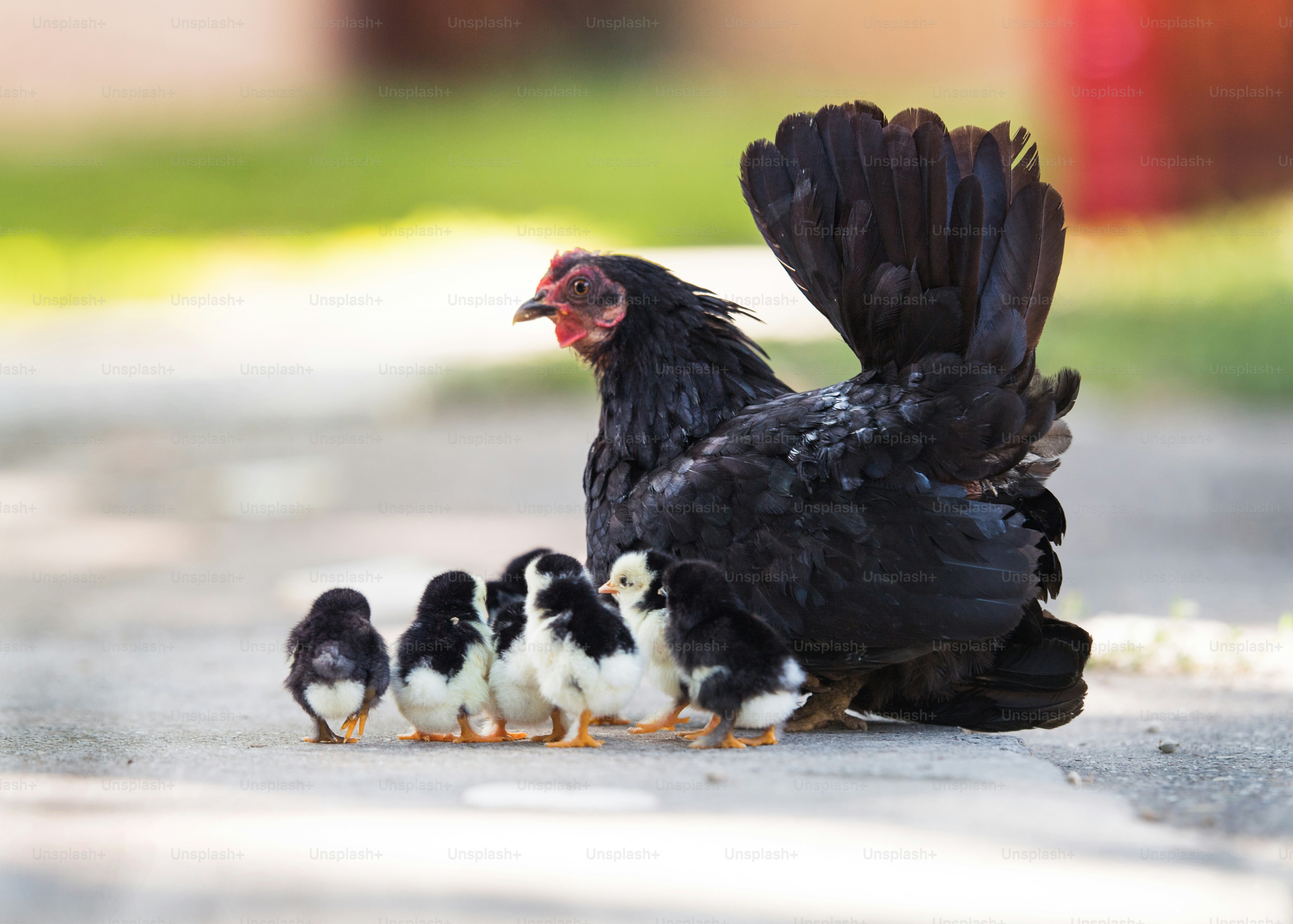 Hen with baby chickens hiding under its wings, birds on the yard photo ...