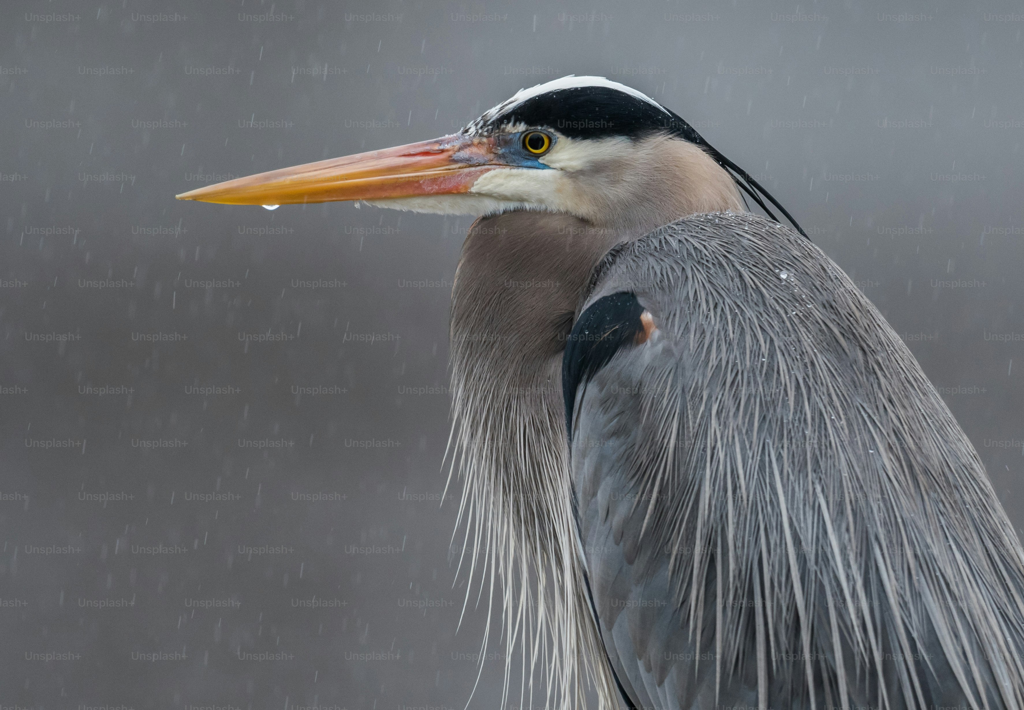 Blue Heron Pictures | Download Free Images on Unsplash