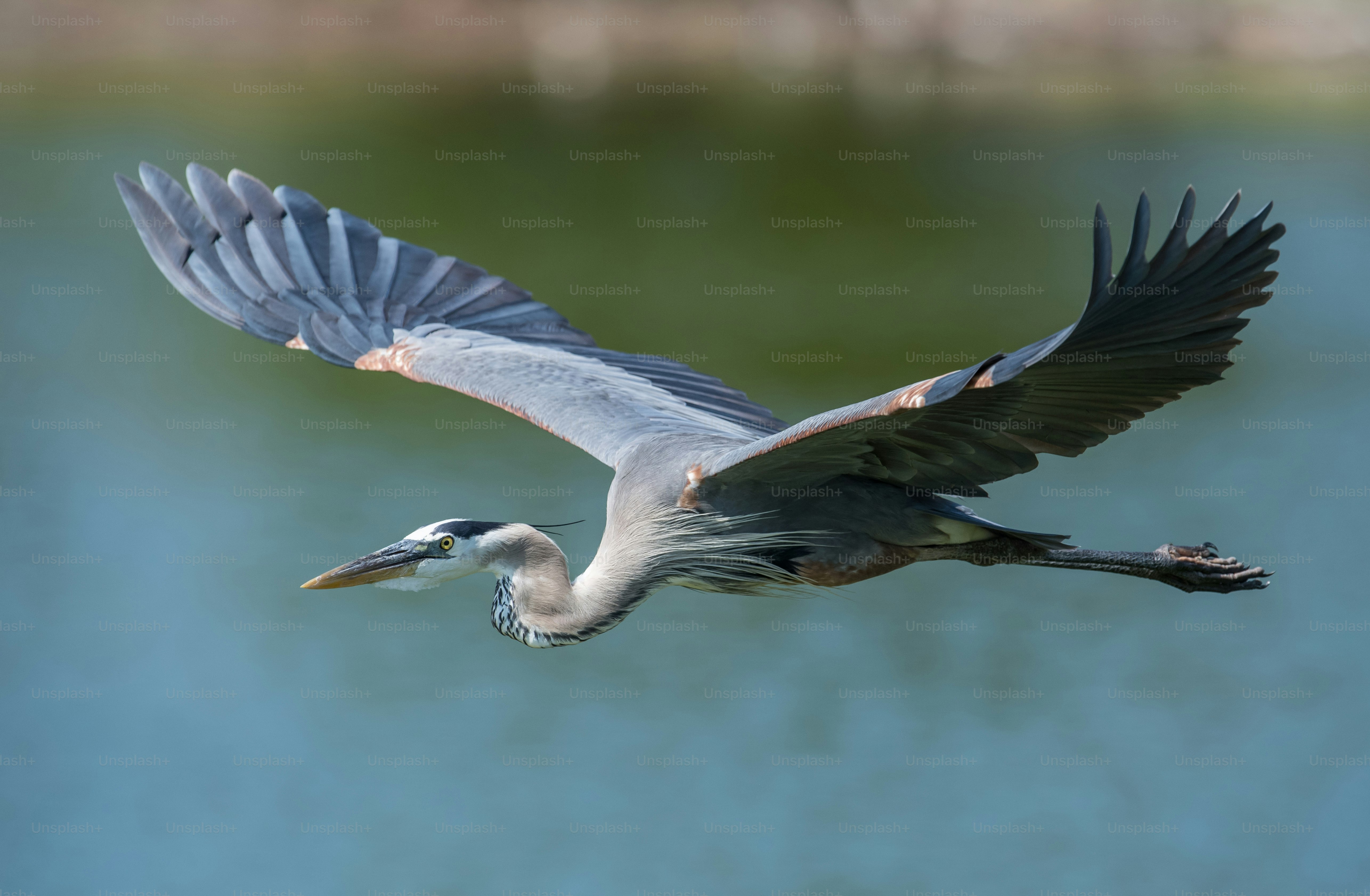 Blue Heron Pictures | Download Free Images on Unsplash
