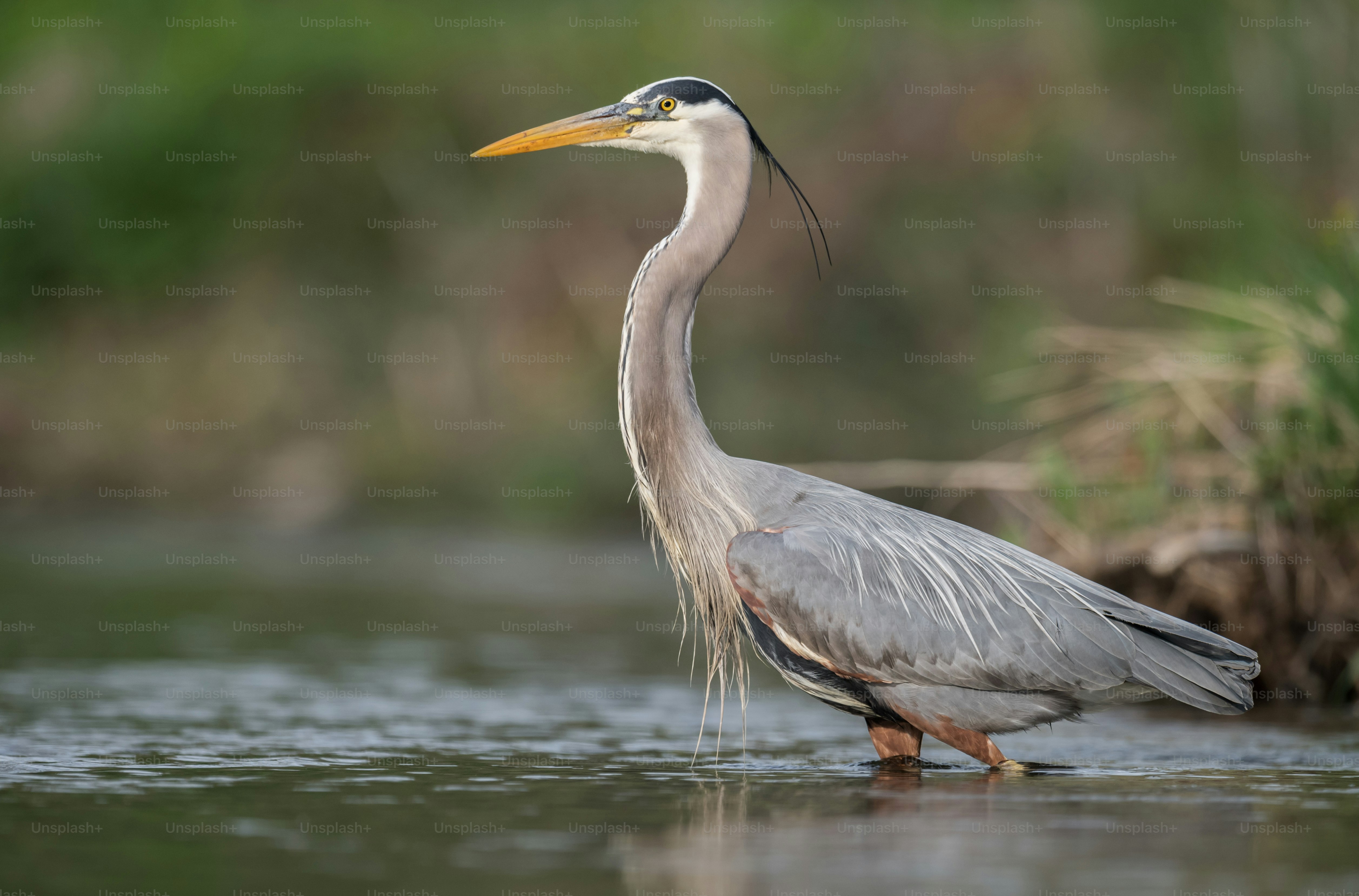 Foto Un gran retrato de garza azul. – Pájaro Imagen en Unsplash