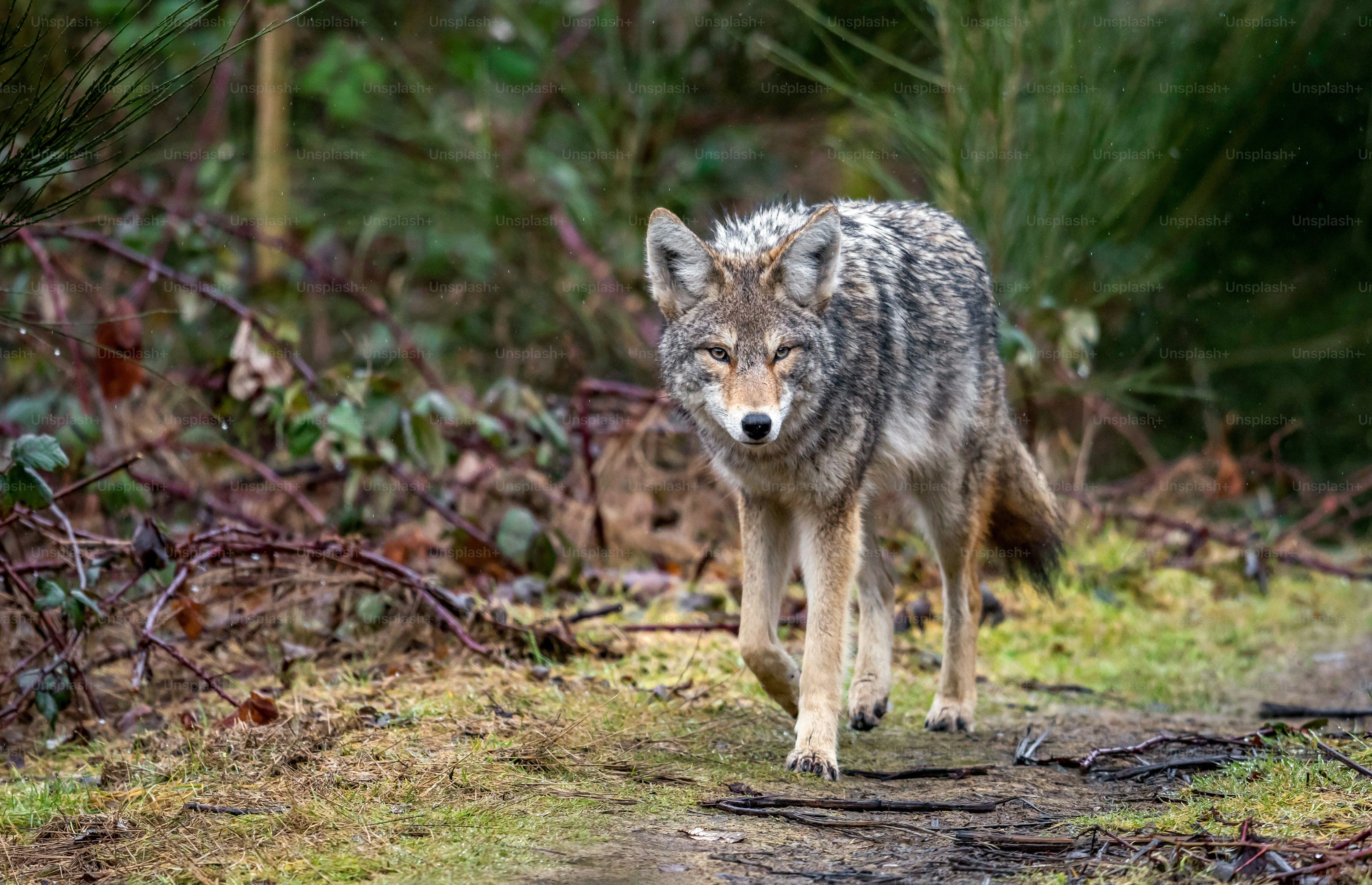 A coyote in British Columbia, Canada. photo – Wolf Image on Unsplash