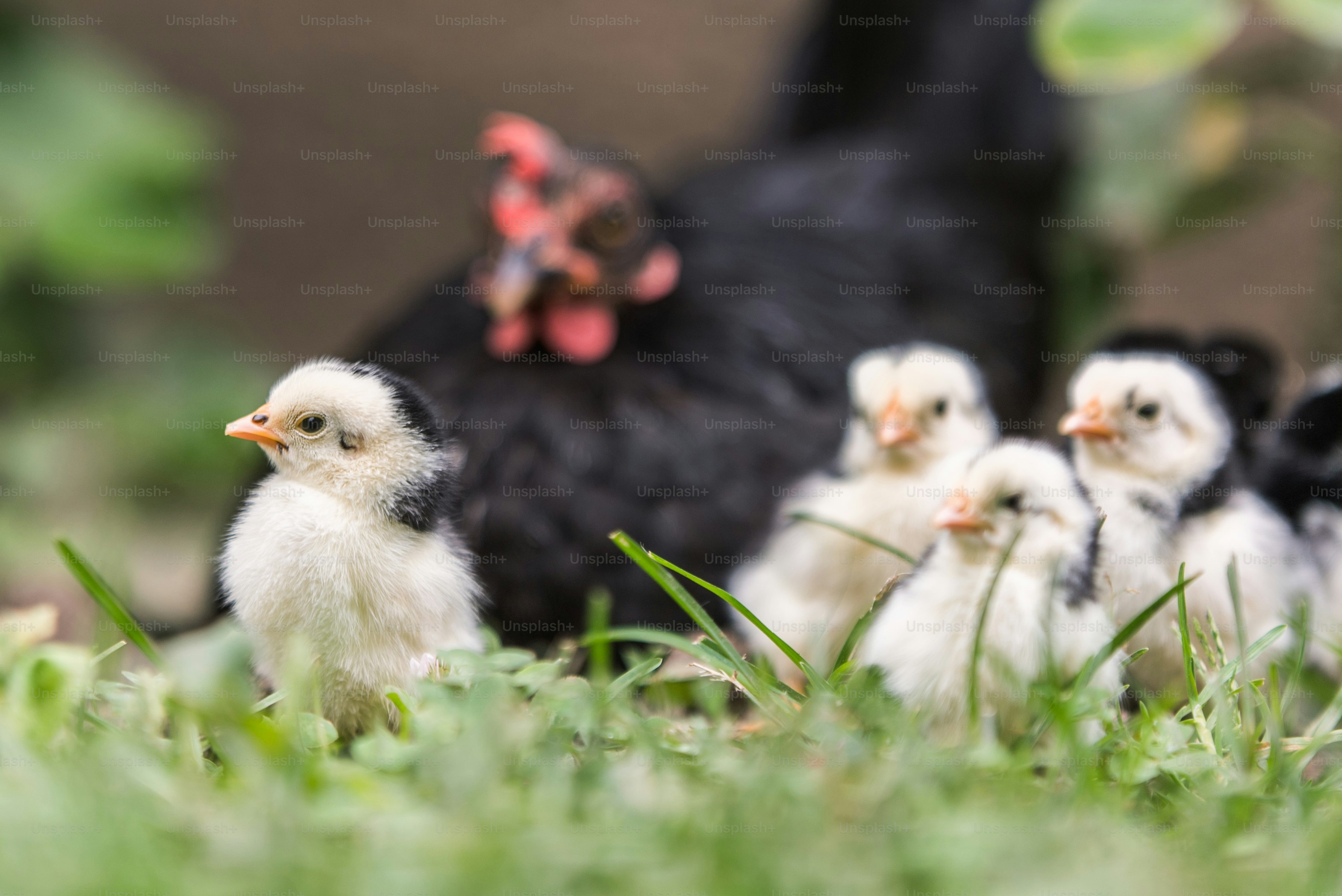 Hen with baby chickens hiding under its wings, birds on the yard photo ...