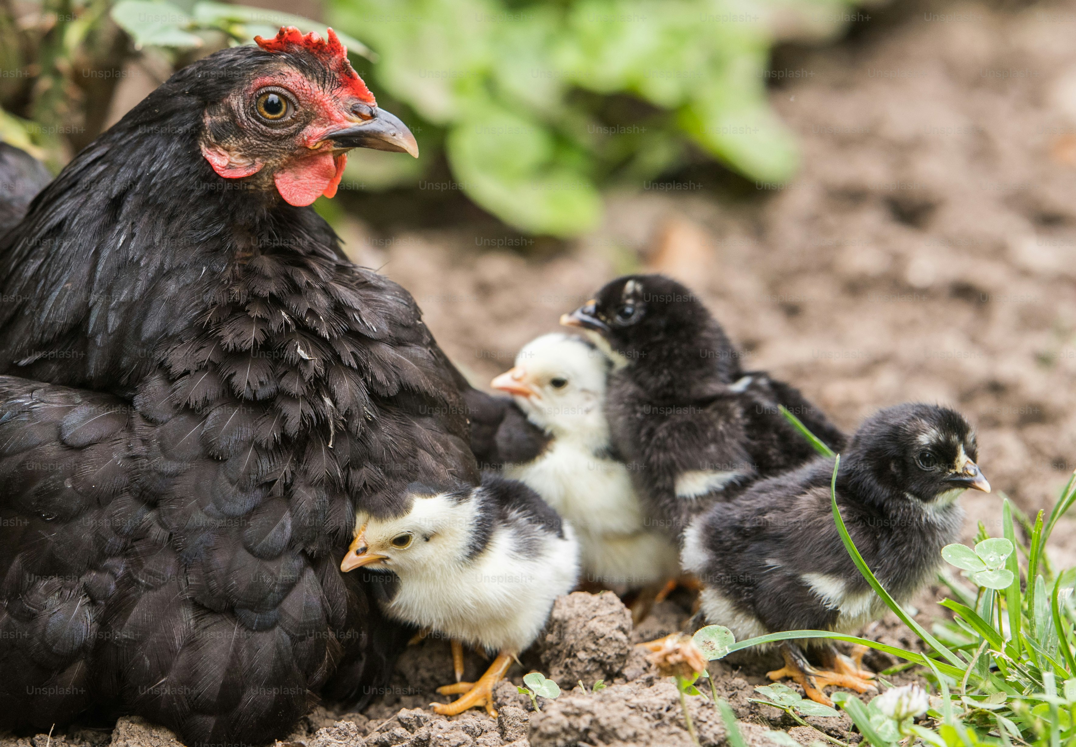 Hen with baby chickens photo – Animal Image on Unsplash
