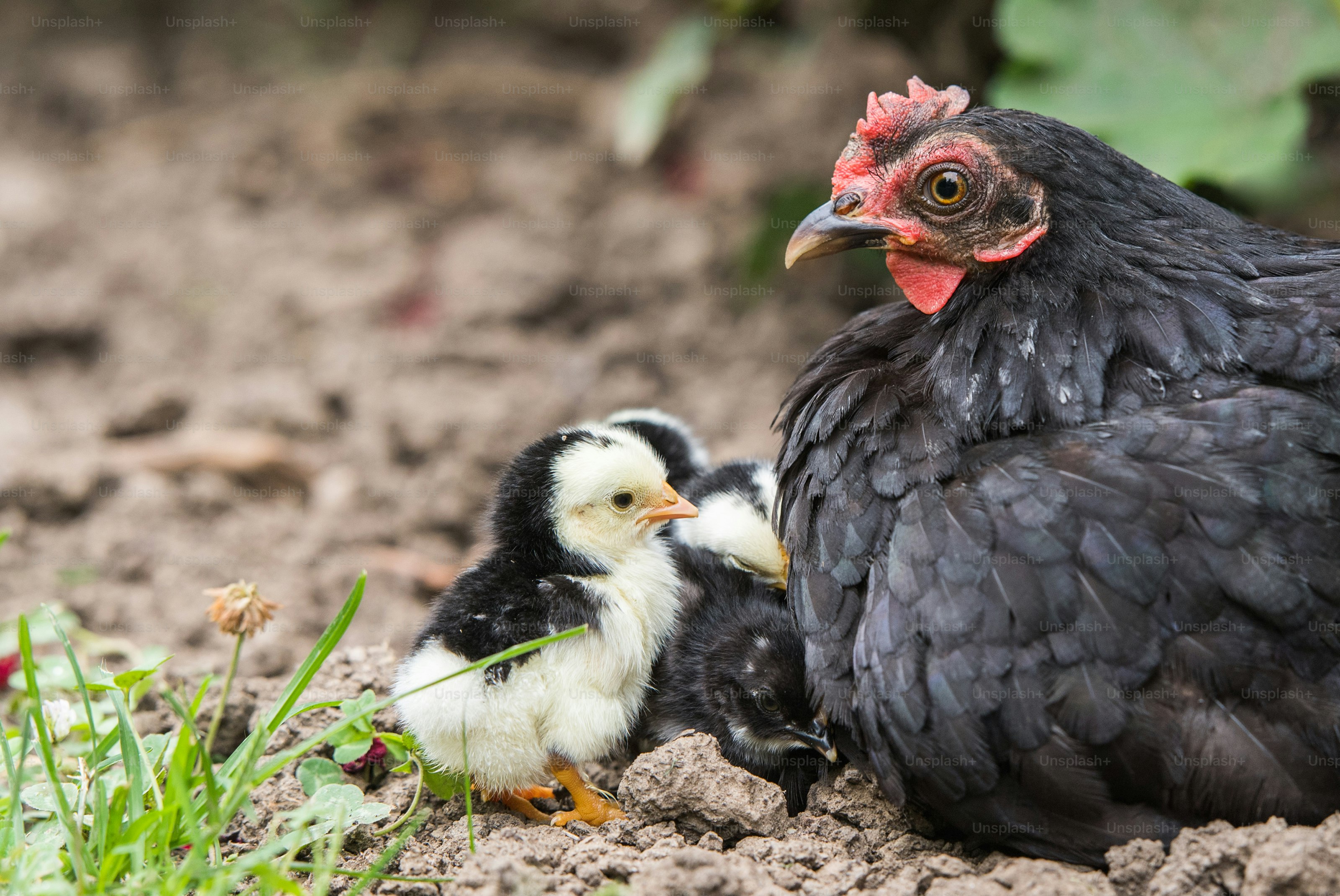 Hen with baby chickens photo – Animal Image on Unsplash