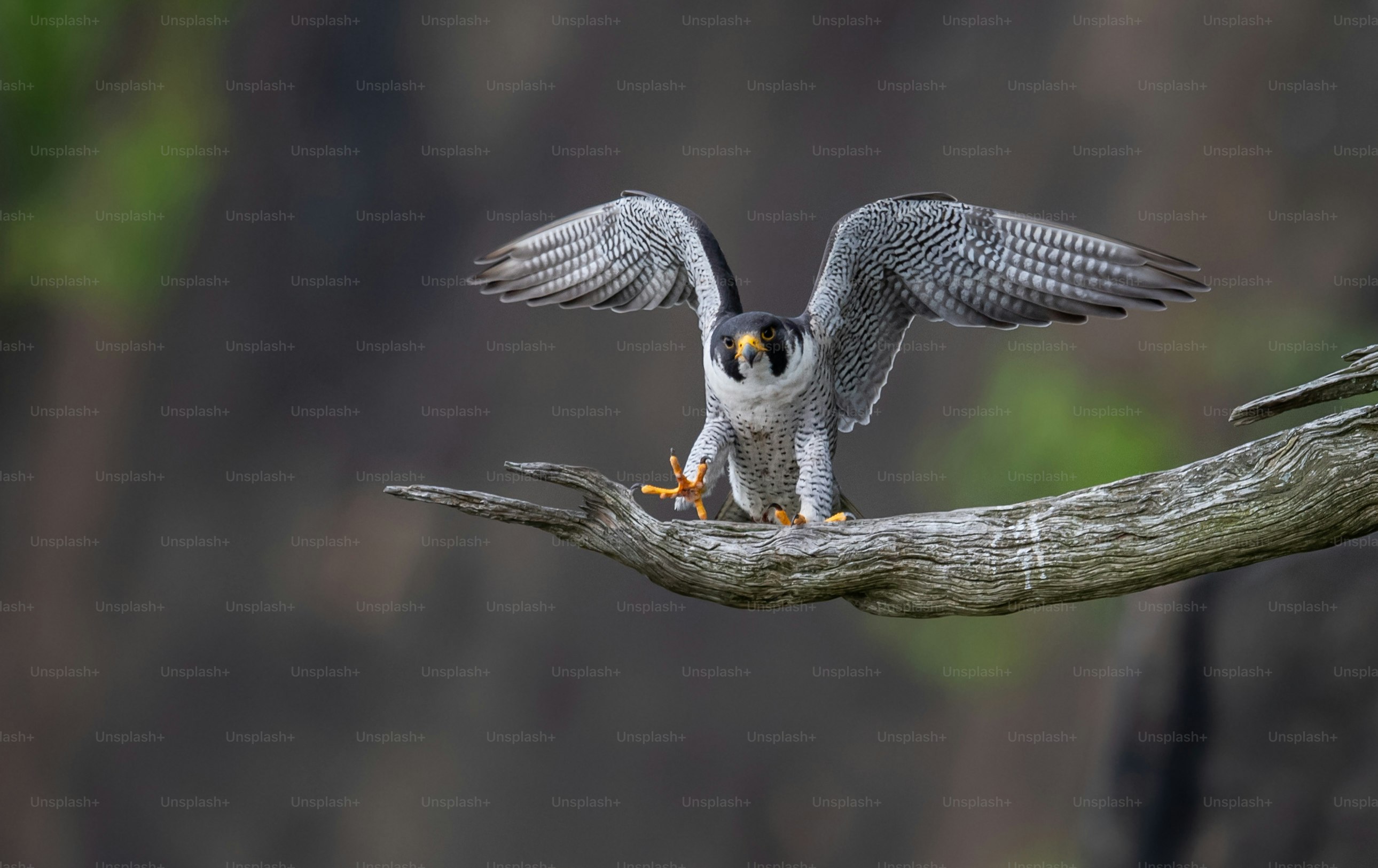 Foto Un halcón peregrino en Nueva Jersey – Pájaro Imagen en Unsplash