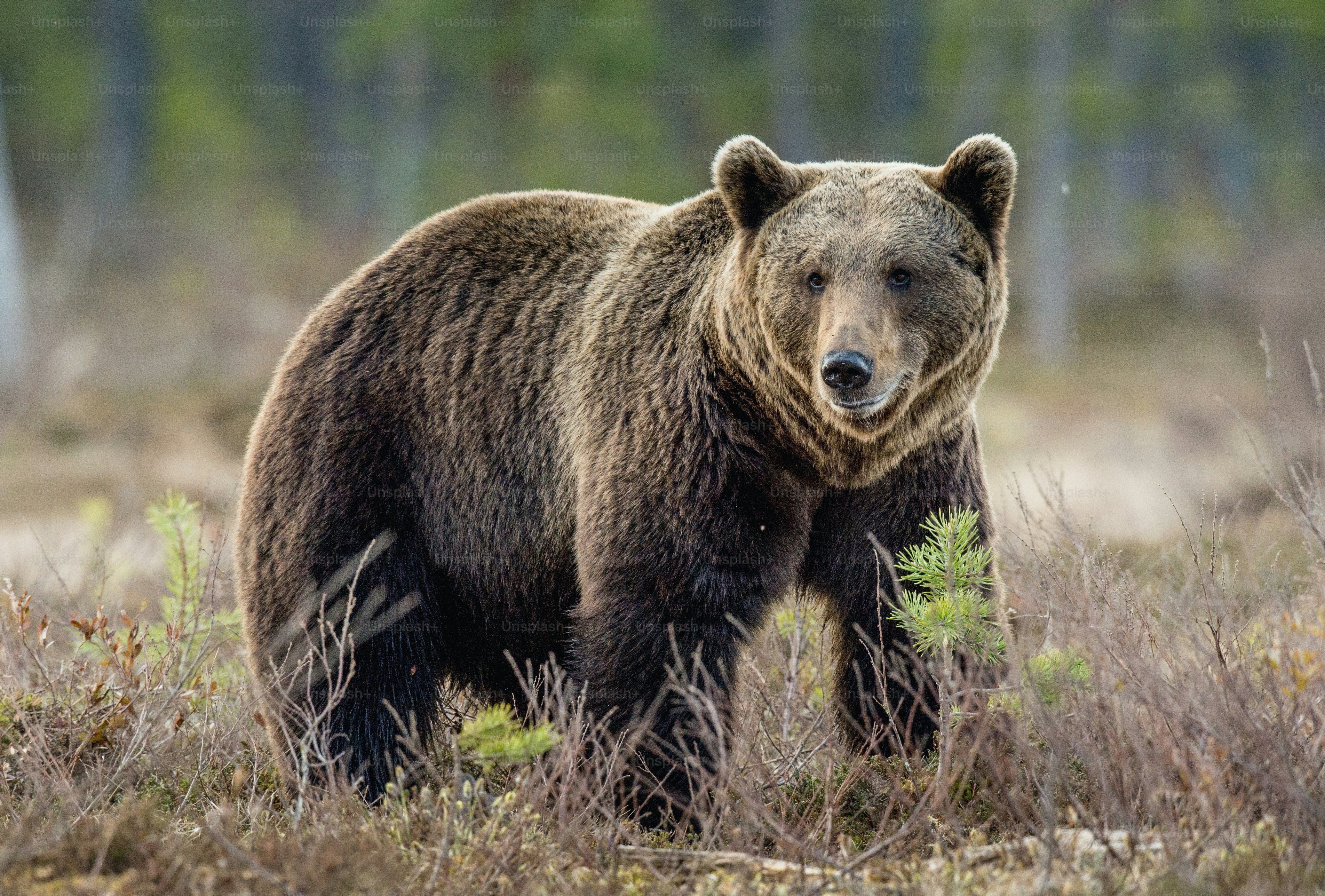 Brown Bear (Ursus arctos) on the swamp in spring forest. photo ...