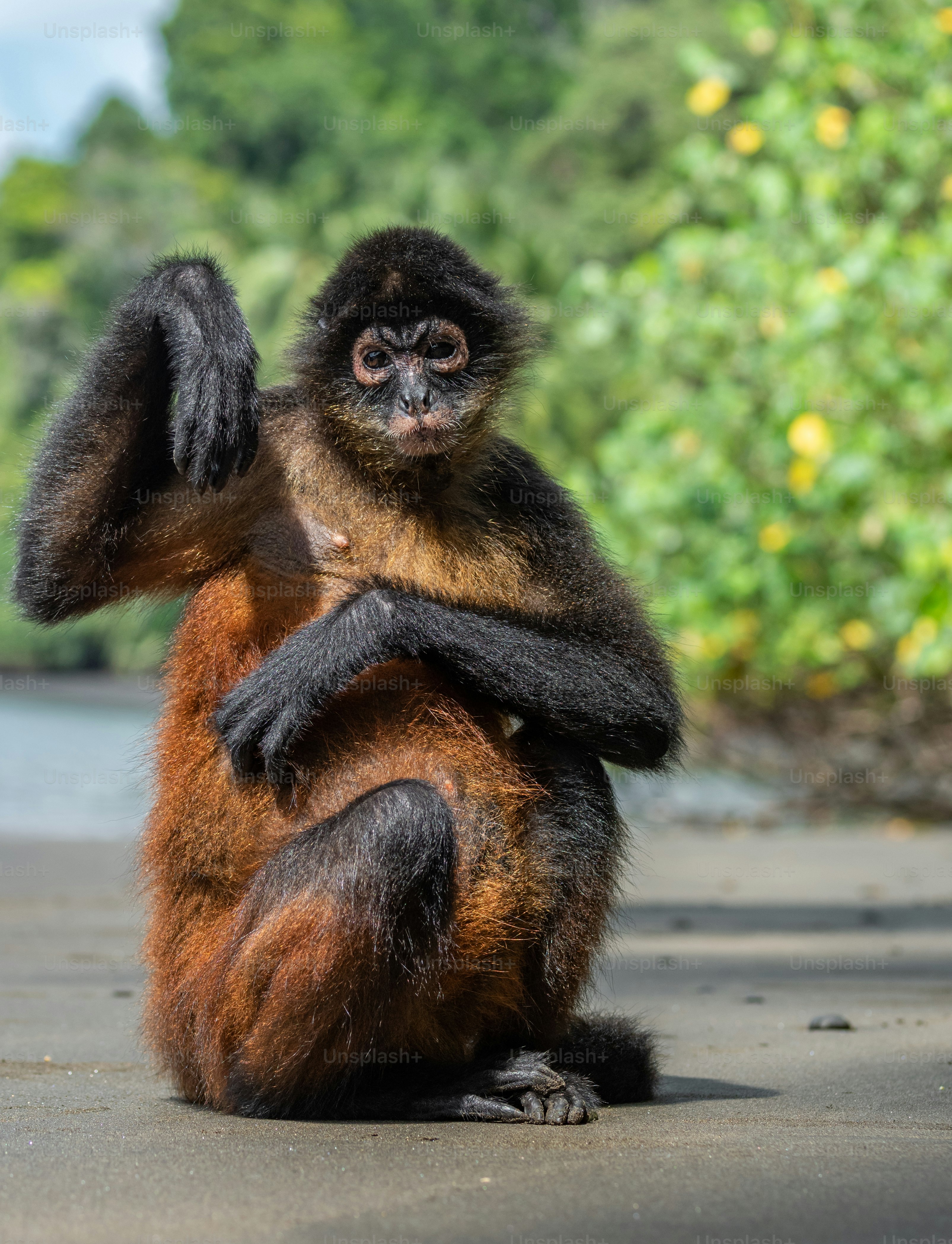 Spider monkey on the beach photo – Spider monkey Image on Unsplash