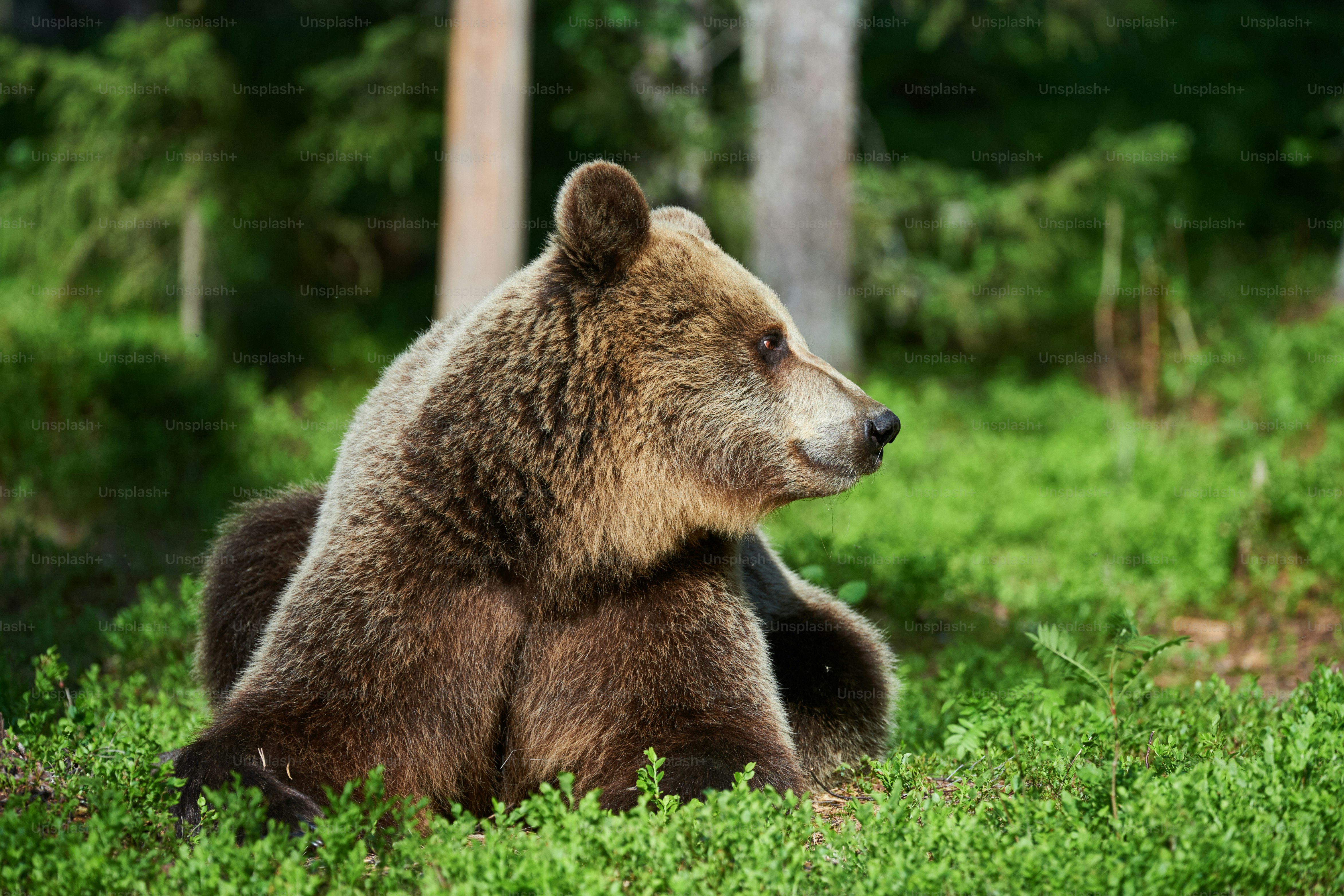 Wild brown bear crouched in the finnish taiga photo – No people Image ...