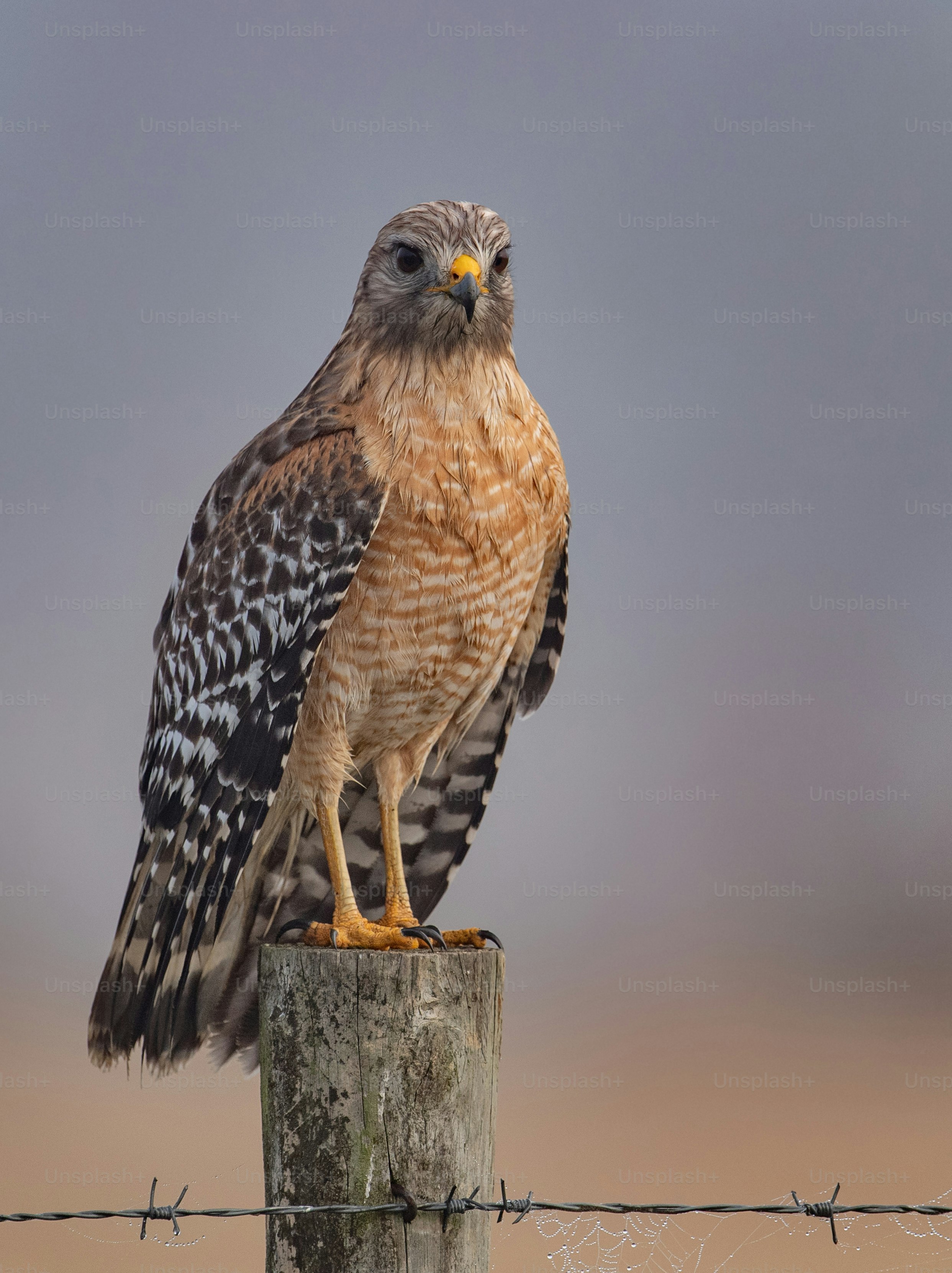 A Red shouldered hawk in Florida photo – Agriculture Image on Unsplash