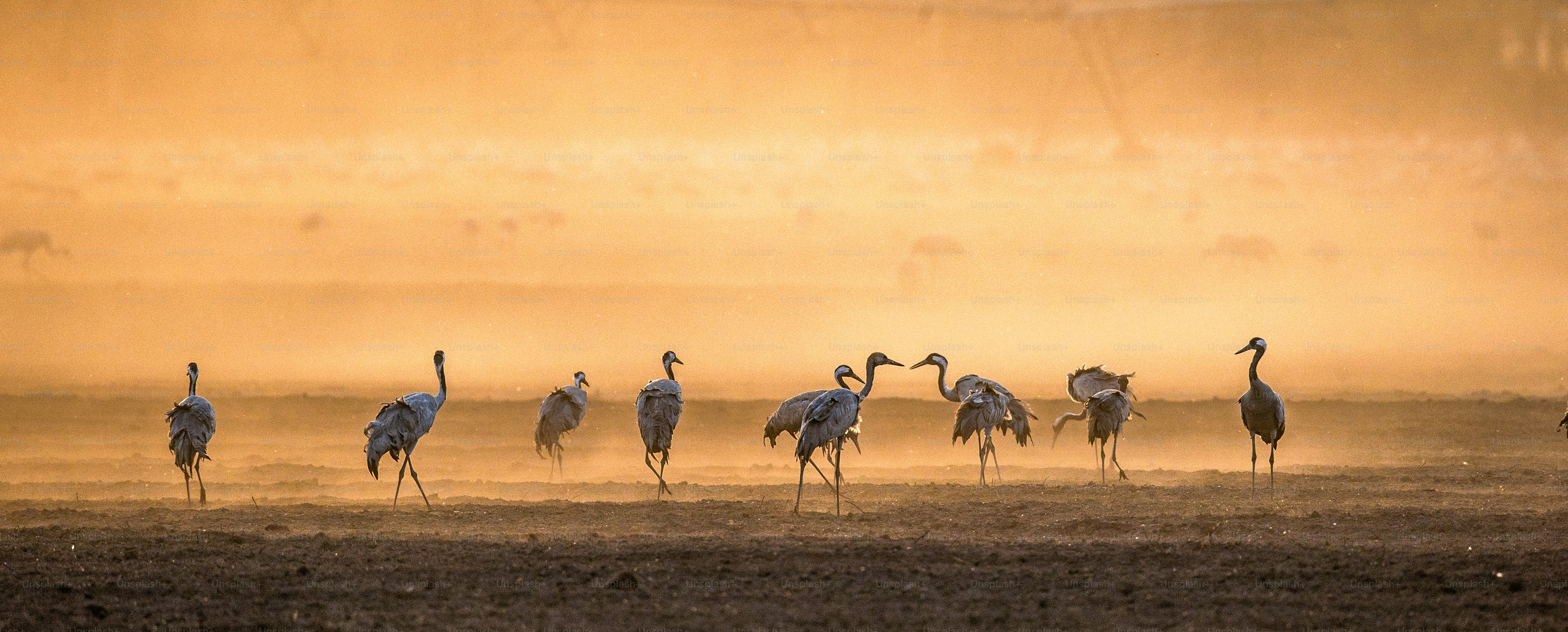 Cranes in a arable field at sunrise. Common Crane, Eurasian Crane, Scientific name: Grus grus ...