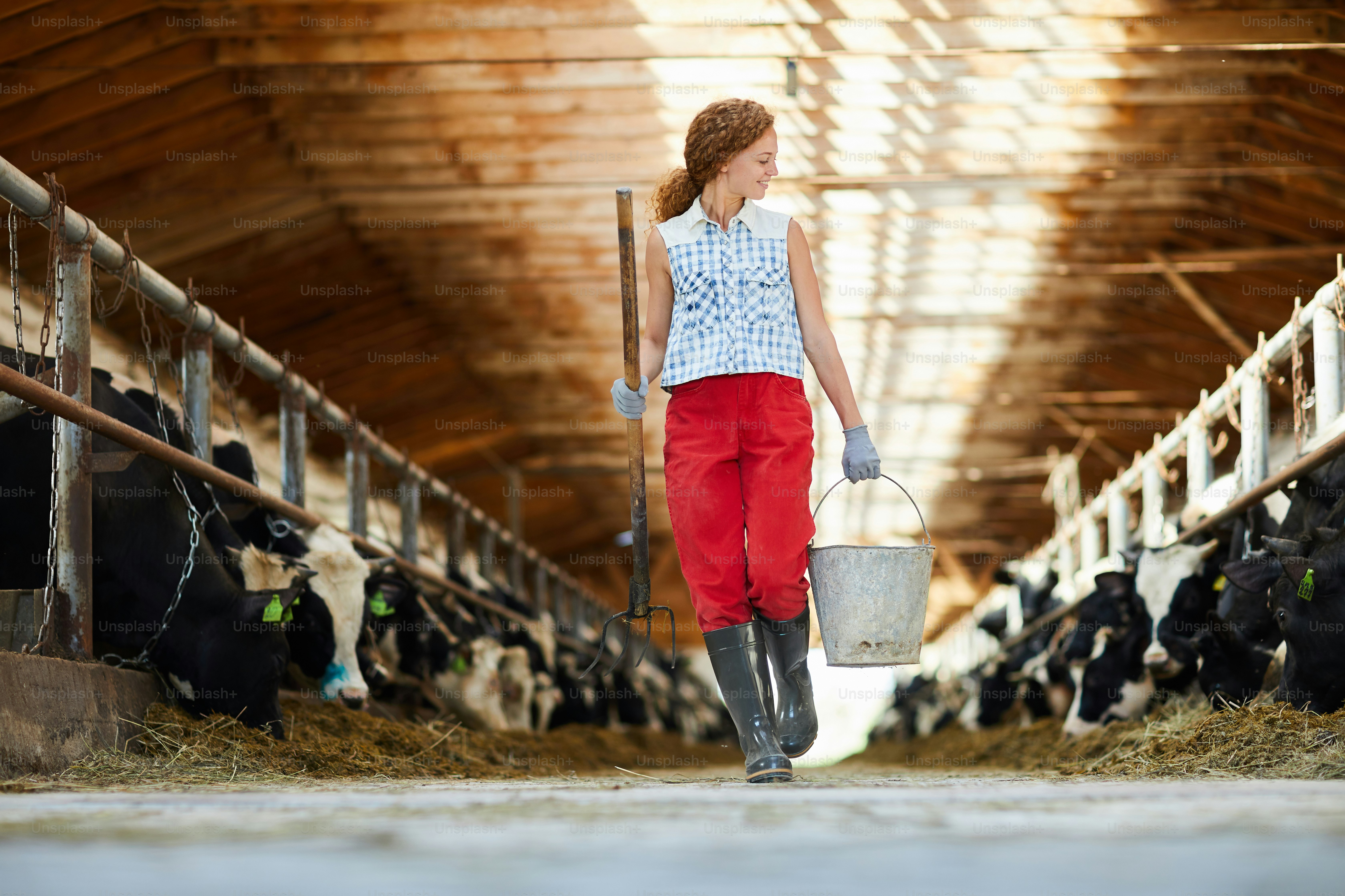 Young worker of livestock farm walking along two stables with cows ...