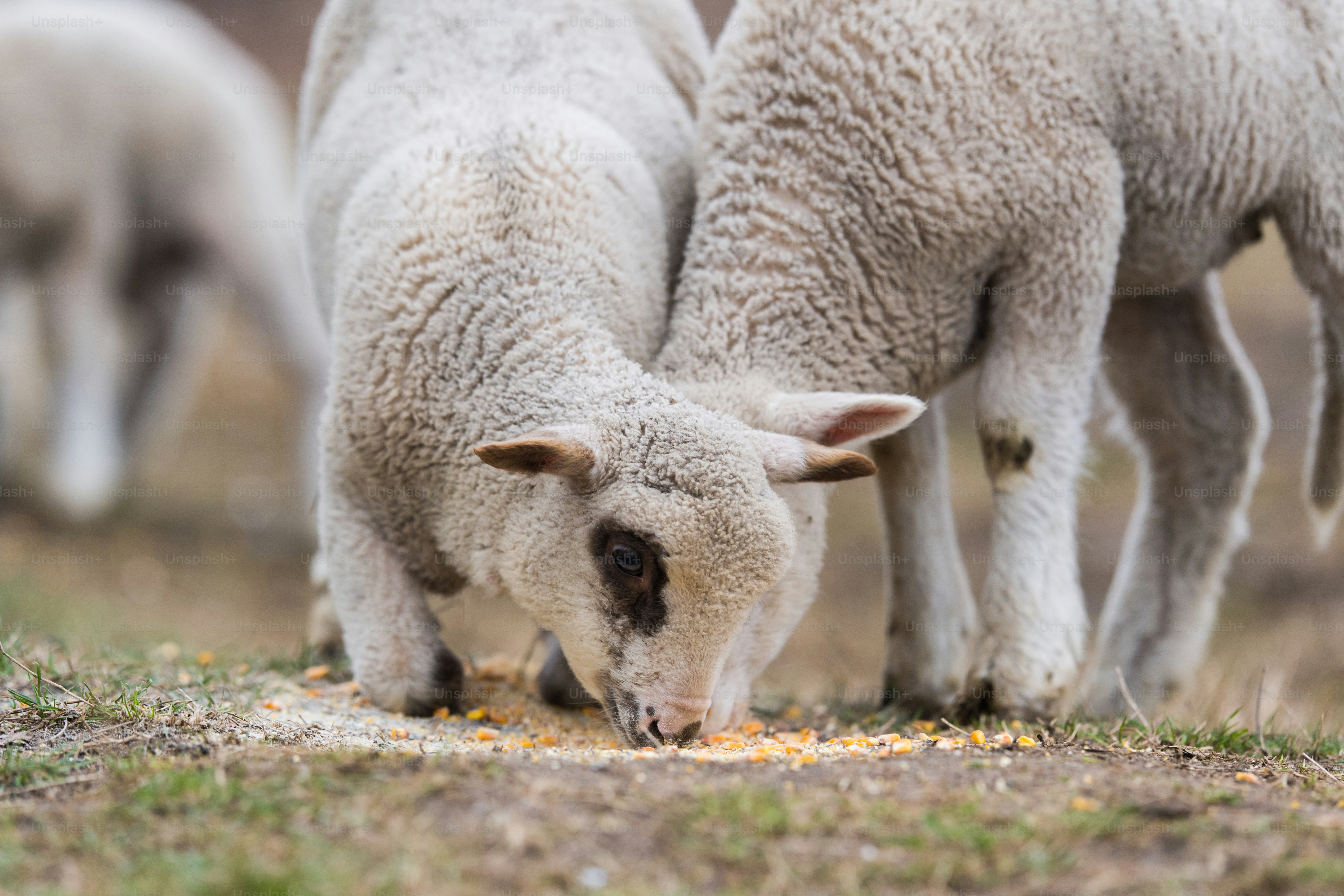 Herd of beautiful sheep on pasture photo – Wool Image on Unsplash