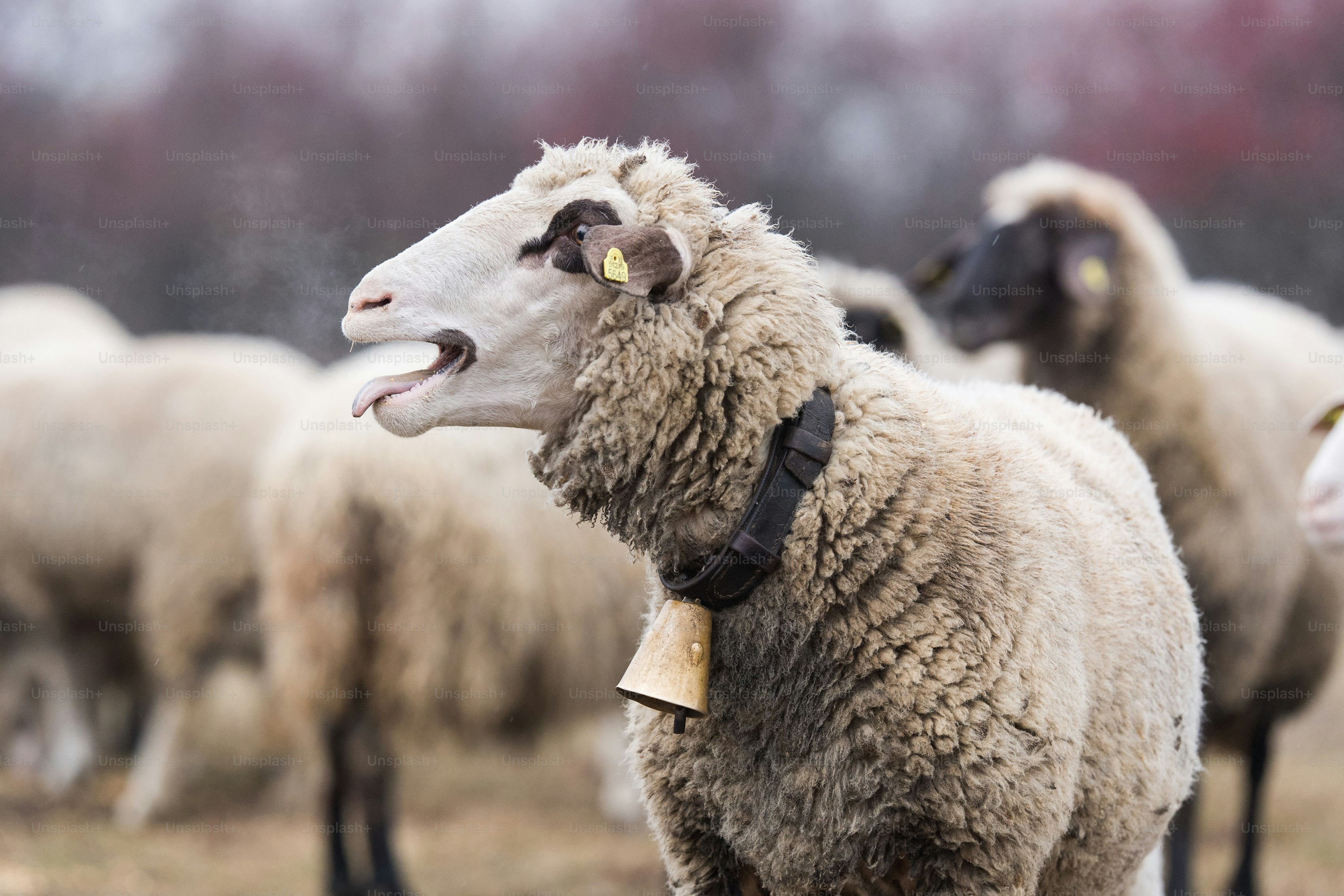 Bautiful white sheep with bell round her neck photo – Sheep Image on ...