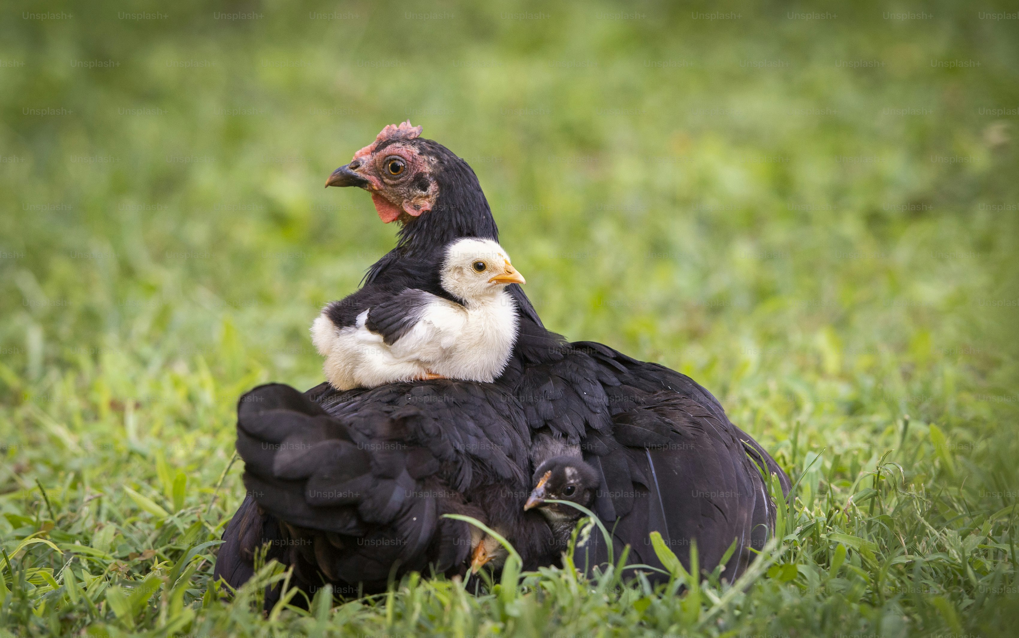 Chick Pictures | Download Free Images on Unsplash