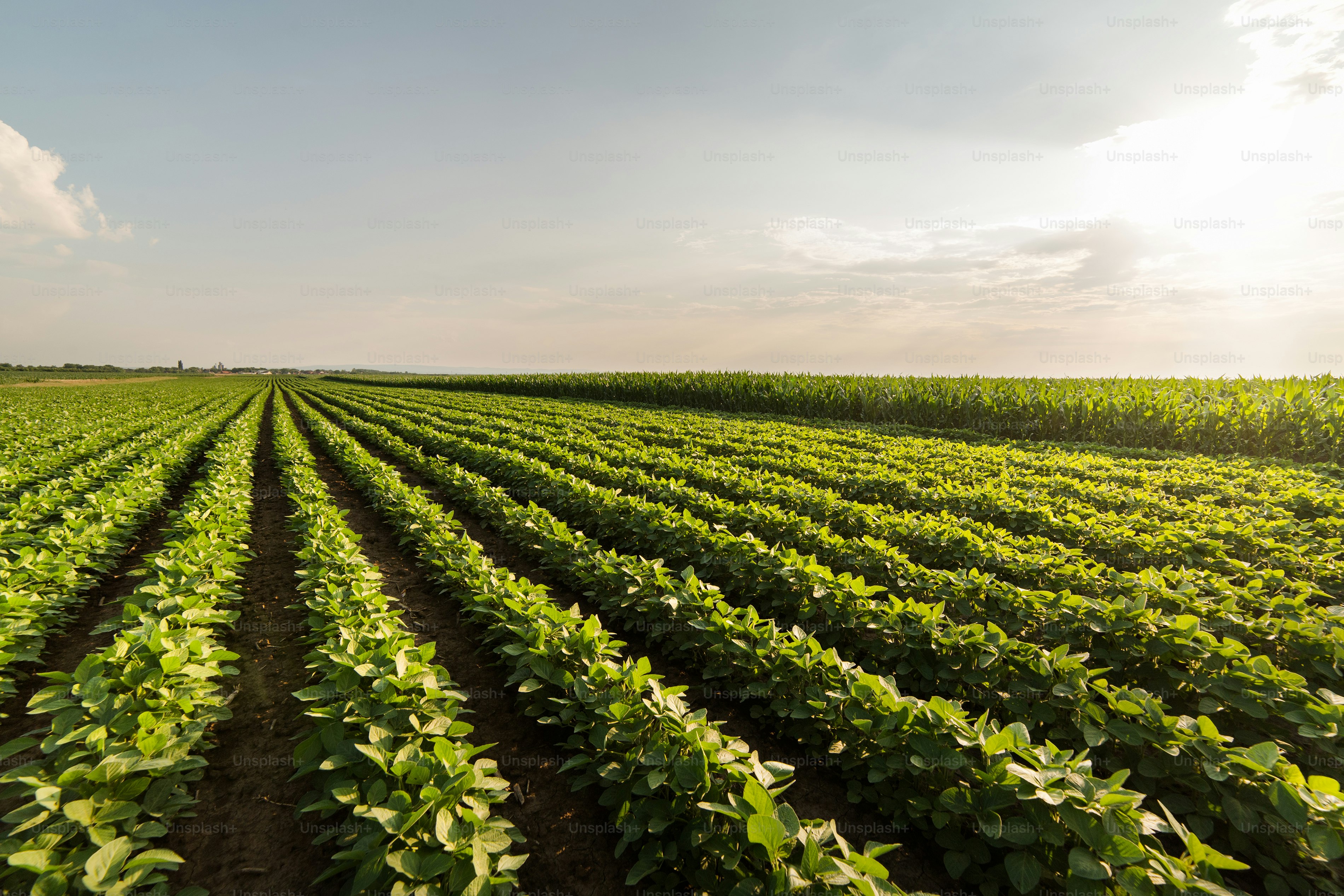 Soybean Field Rows in summer photo – Sourcing Image on Unsplash