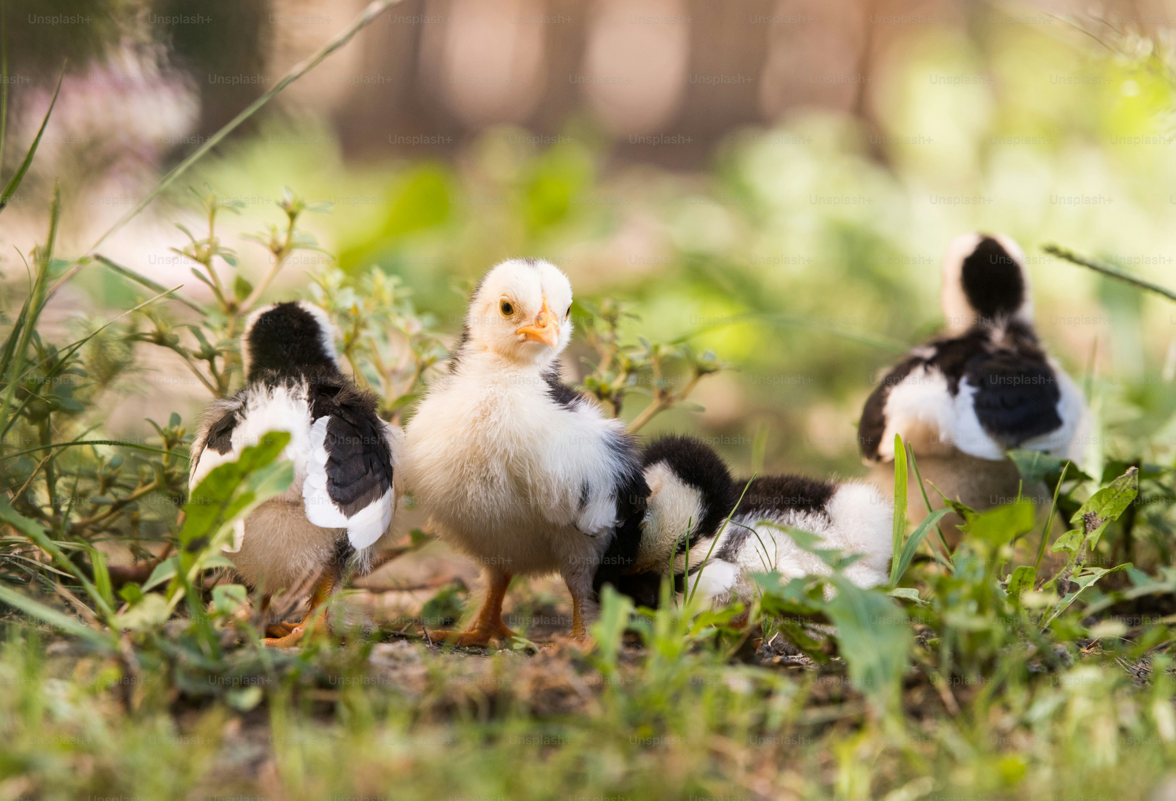 Small baby chicken photo – Bird Image on Unsplash