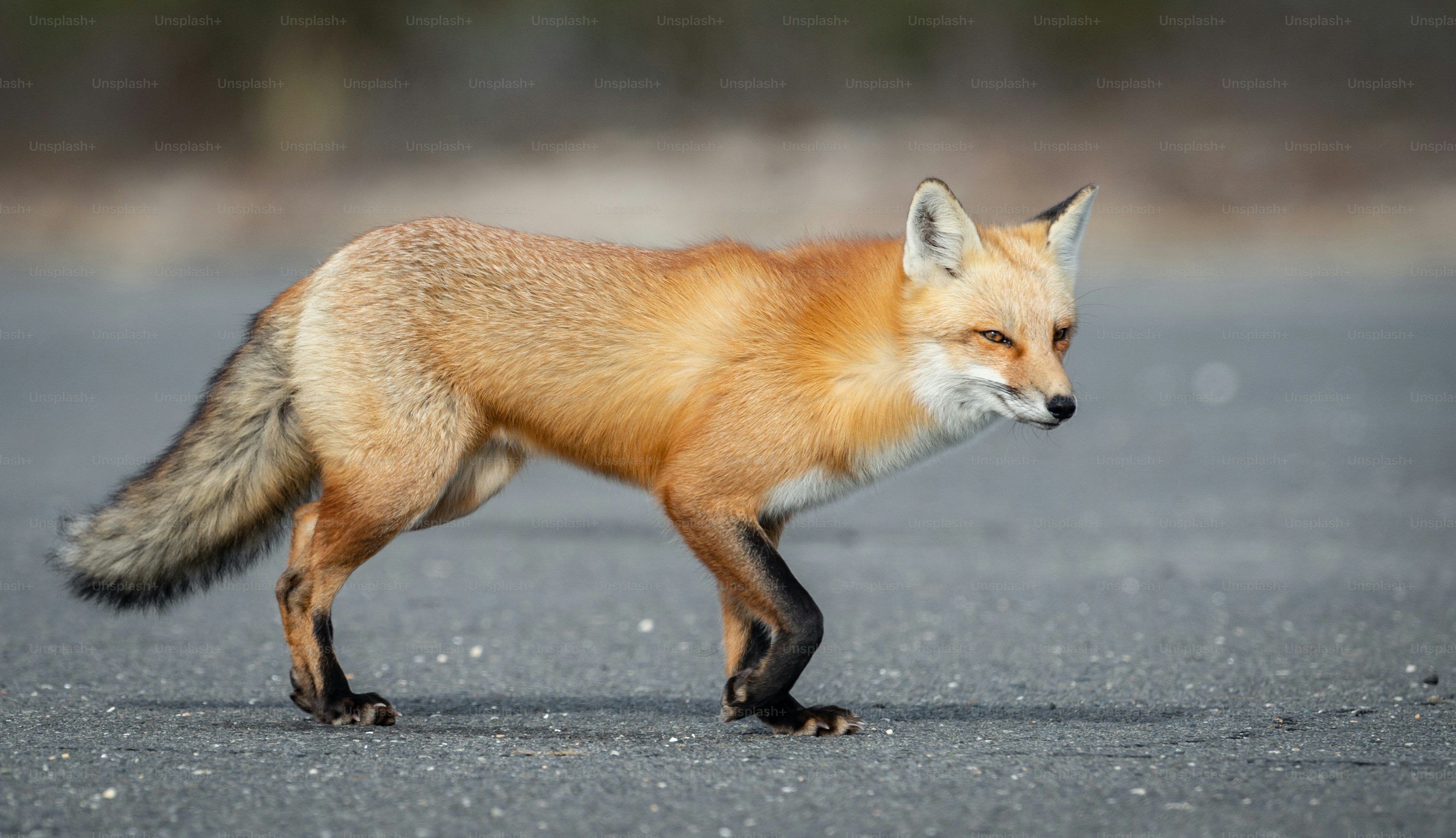 A red fox in New Jersey photo – Red fox Image on Unsplash
