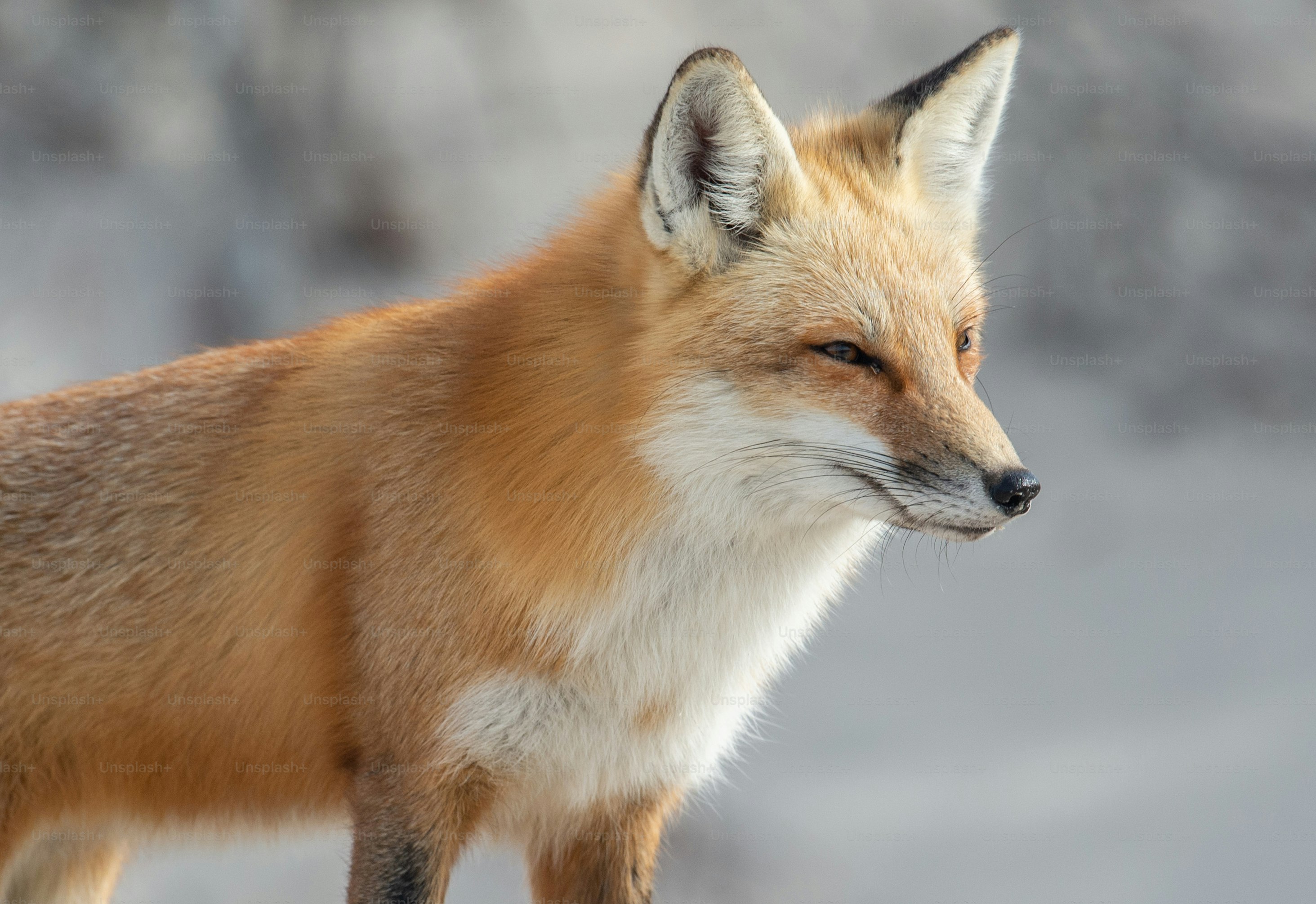 A red fox in New Jersey photo – Fox Image on Unsplash