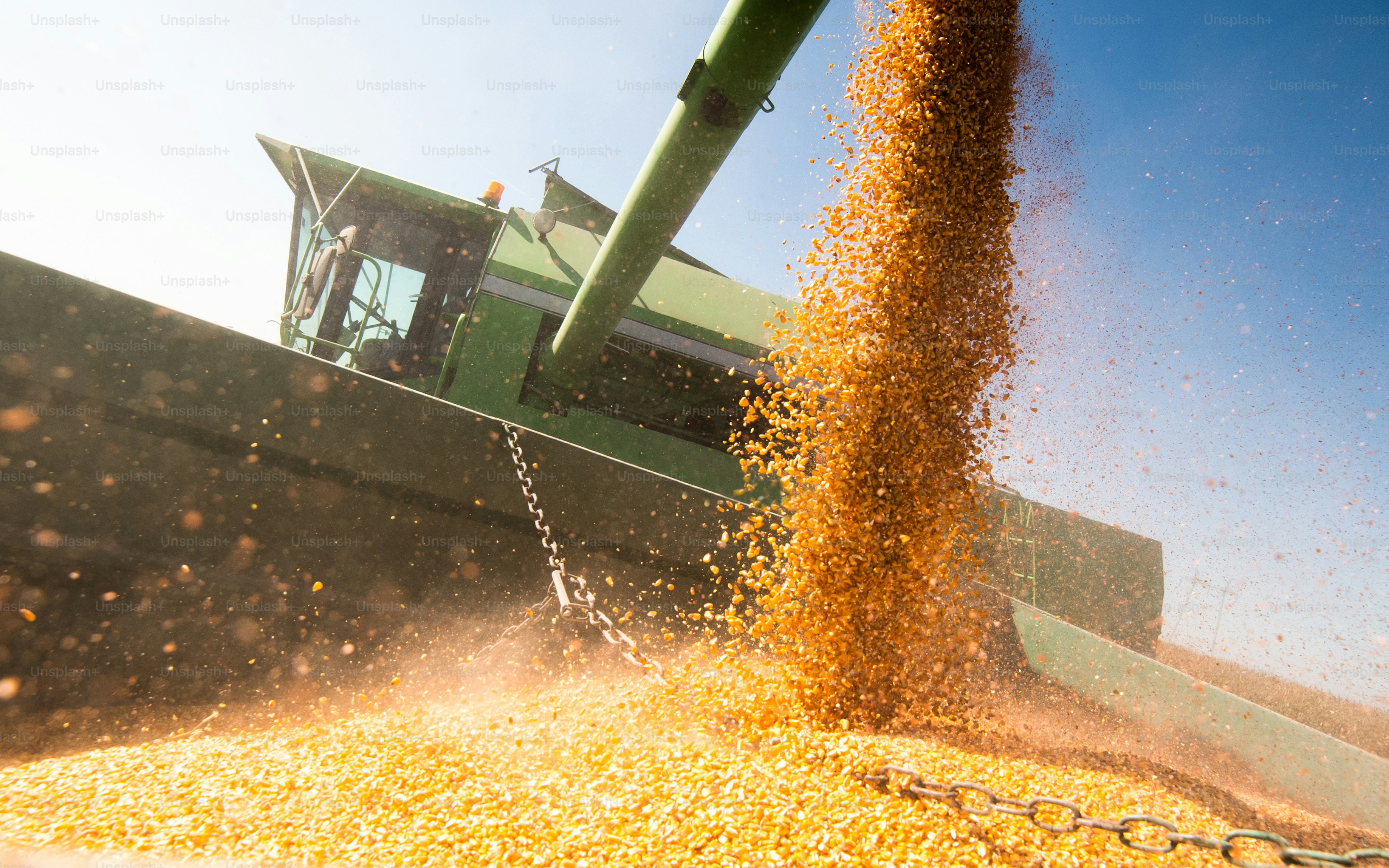 Pouring corn grain into tractor trailer after harvest at field photo ...