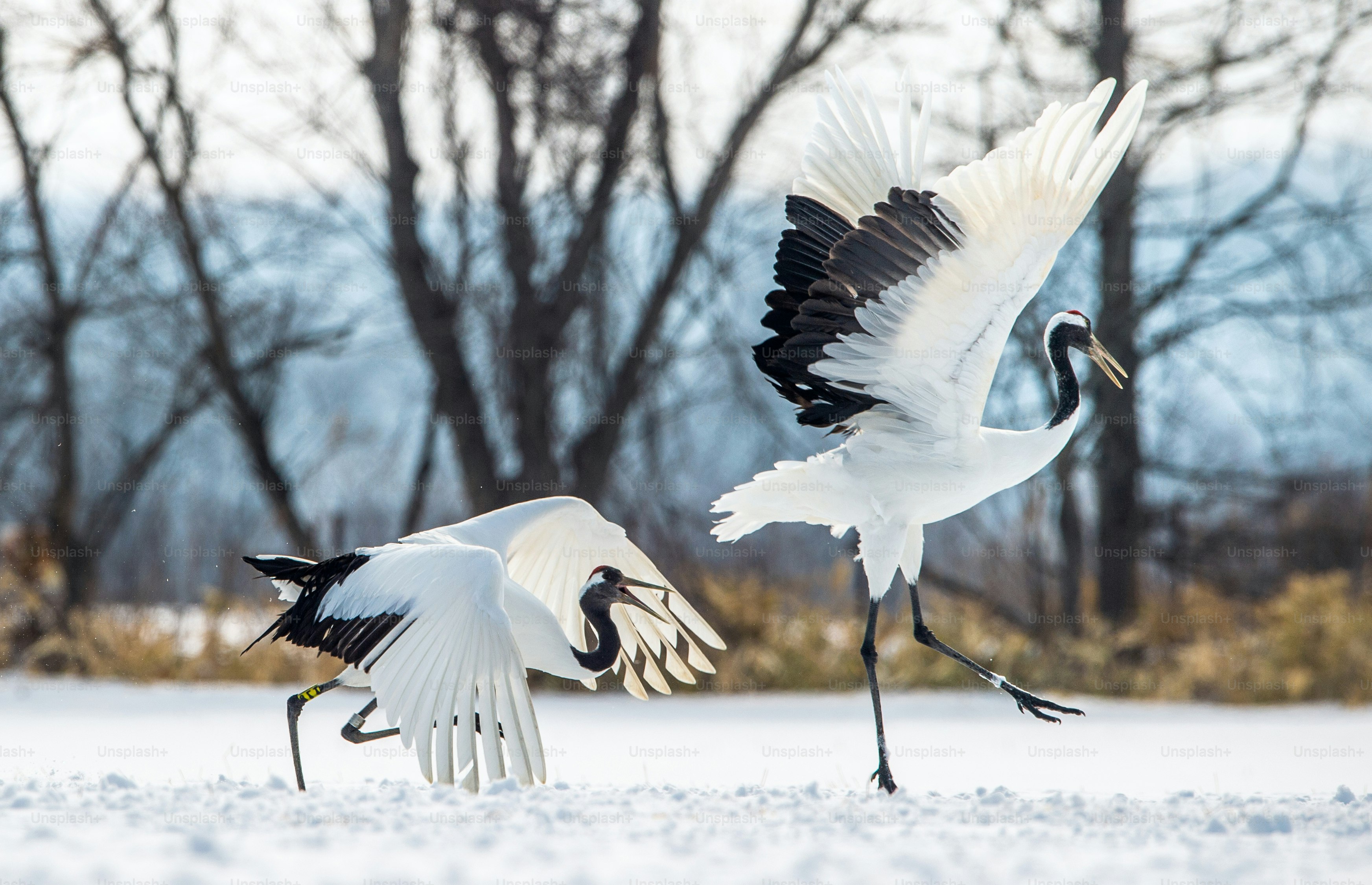 Dancing Cranes. The ritual marriage dance of cranes. The red-crowned crane. Scientific name ...
