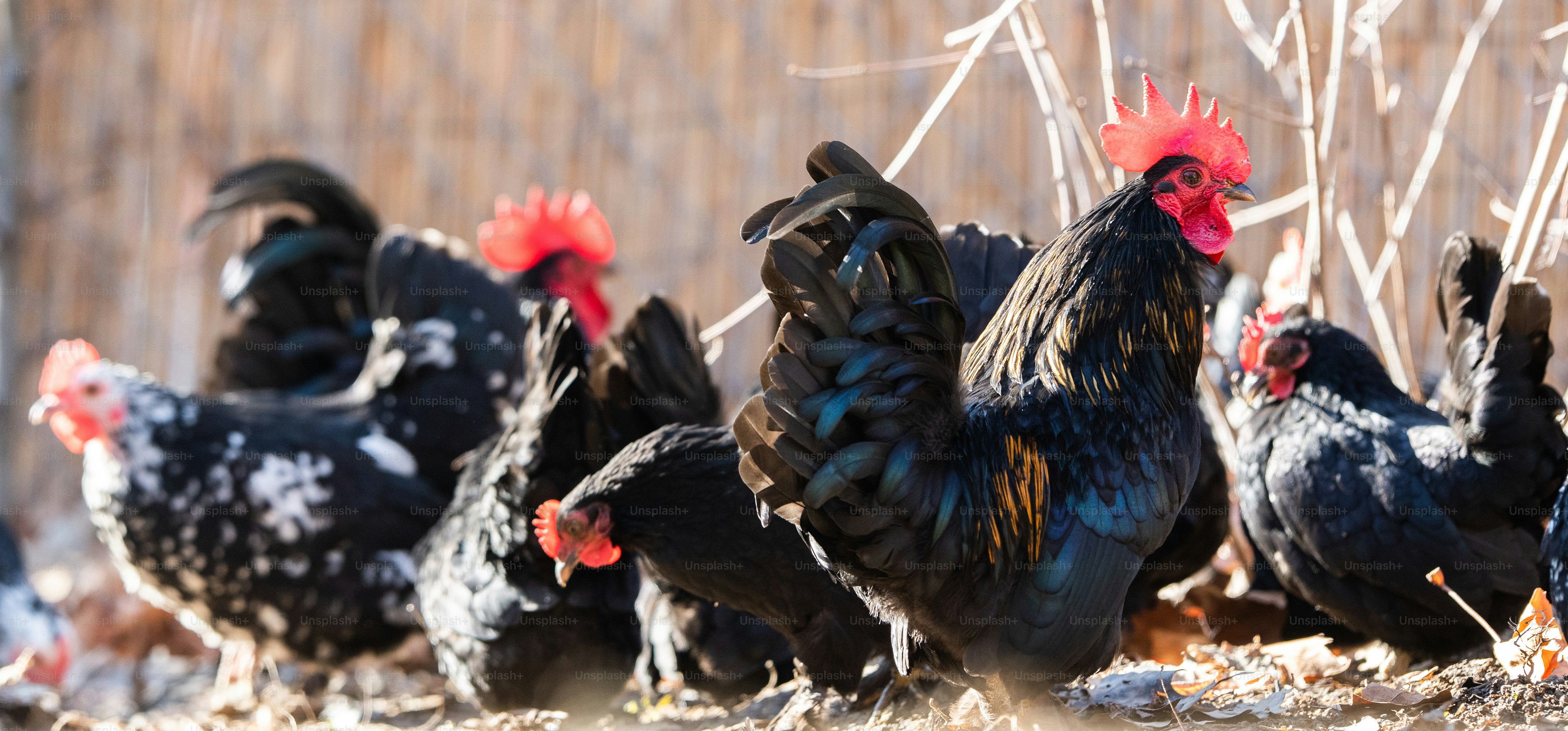 A flock of hens, chickens and rooster roam freely in a yards photo ...