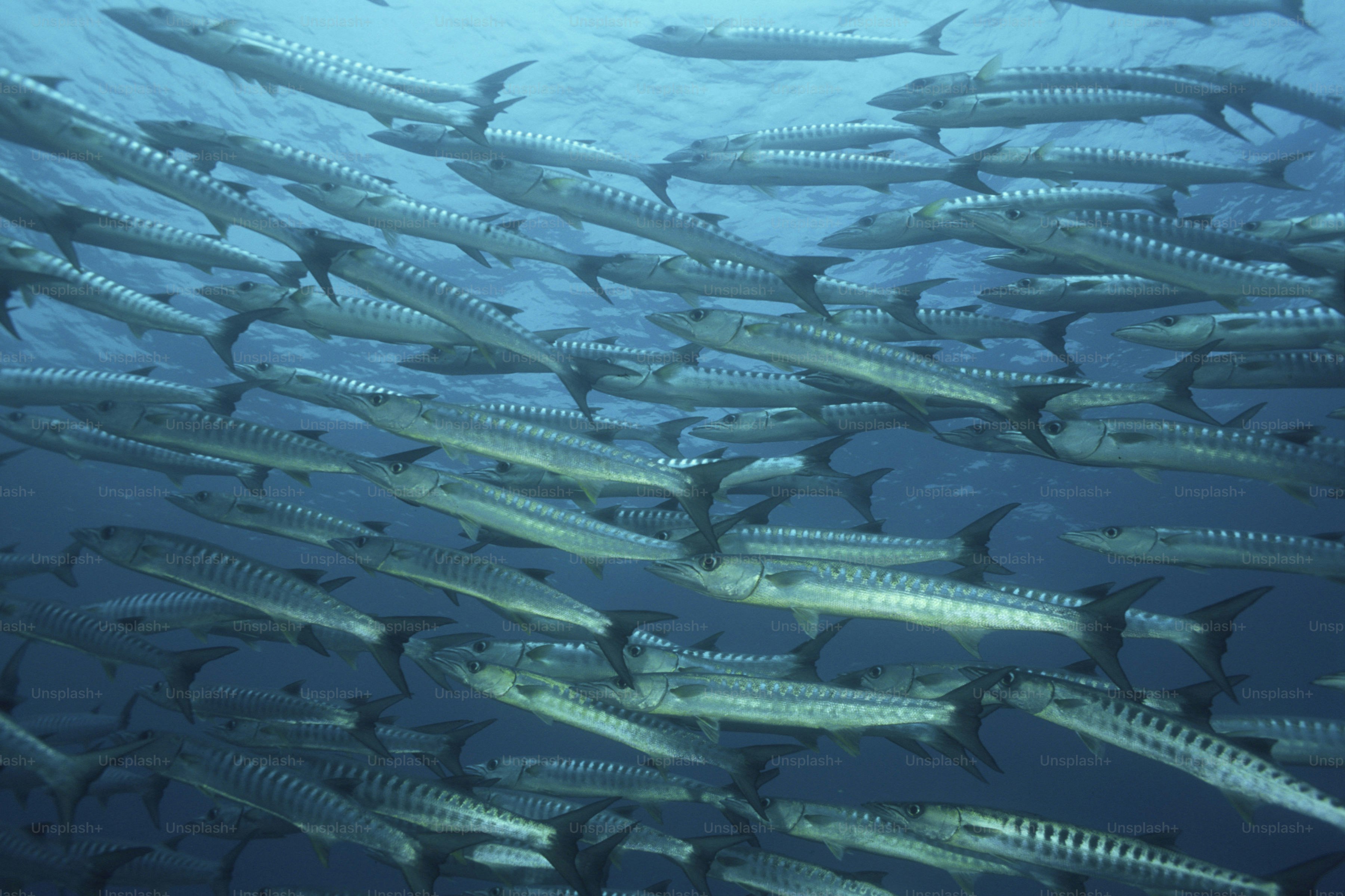 A large group of fish swimming in the ocean photo – Sardine Image on ...