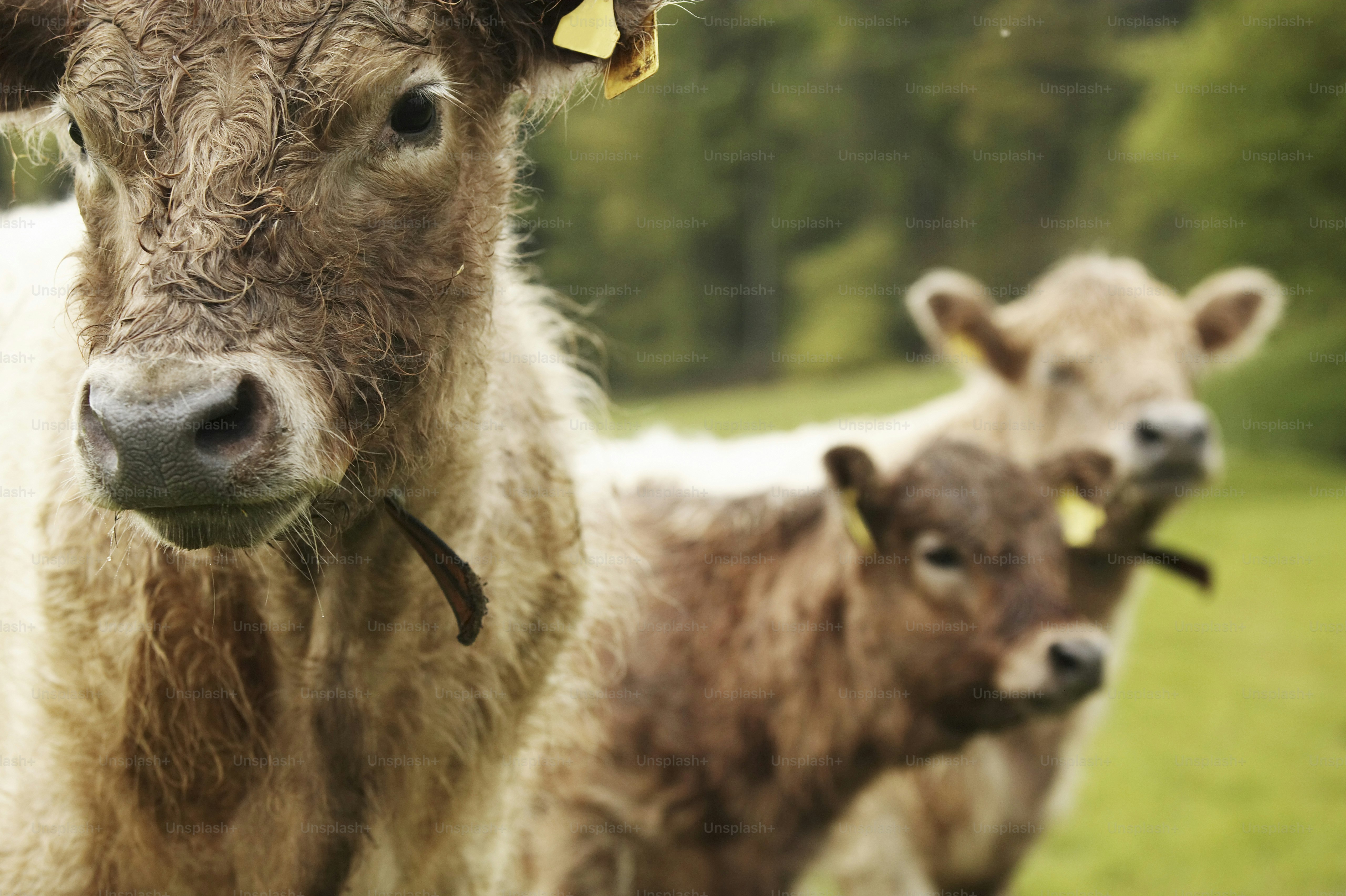 A couple of cows standing on top of a lush green field photo ...