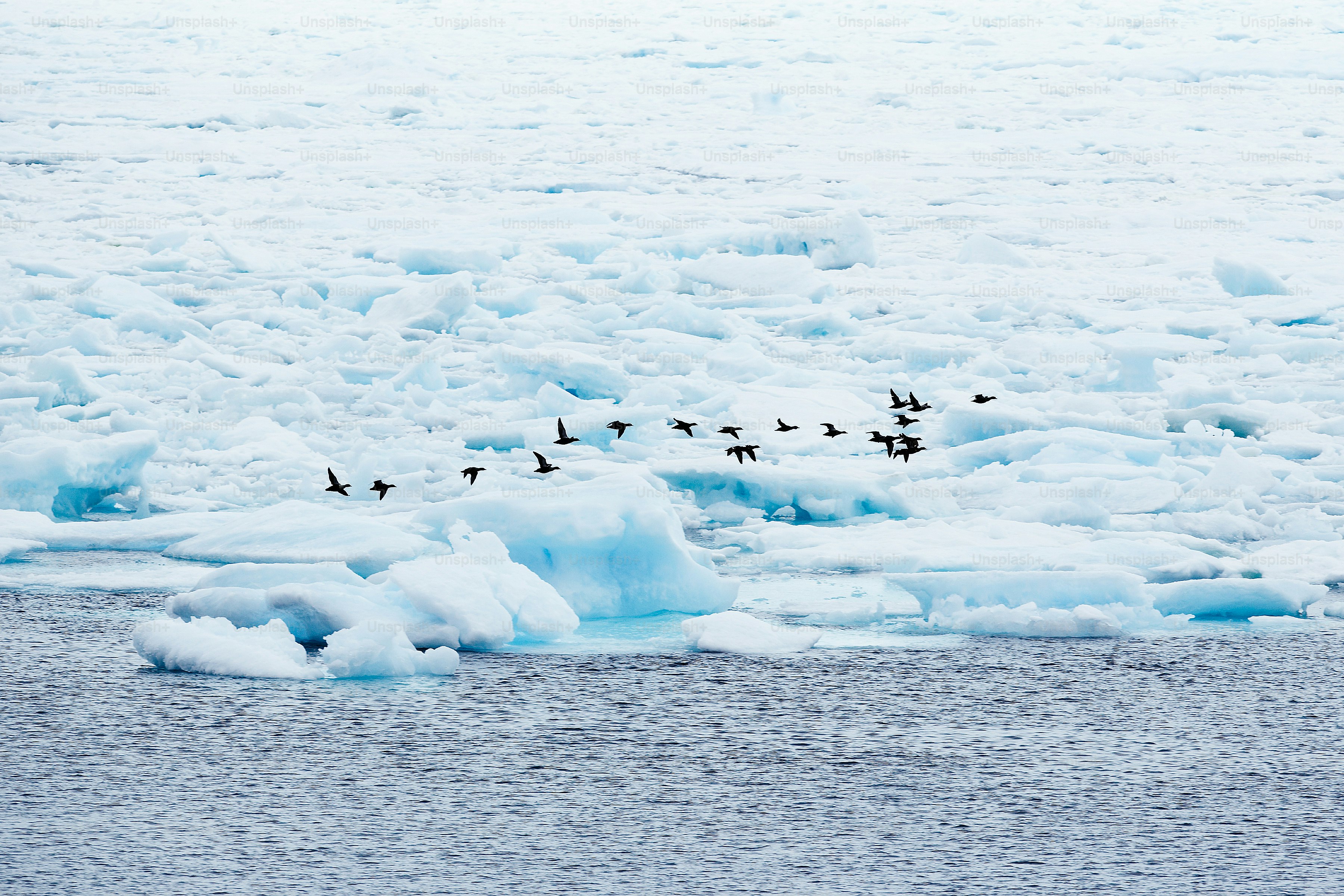 A flock of birds sitting on top of an iceberg photo – Flying Image on ...